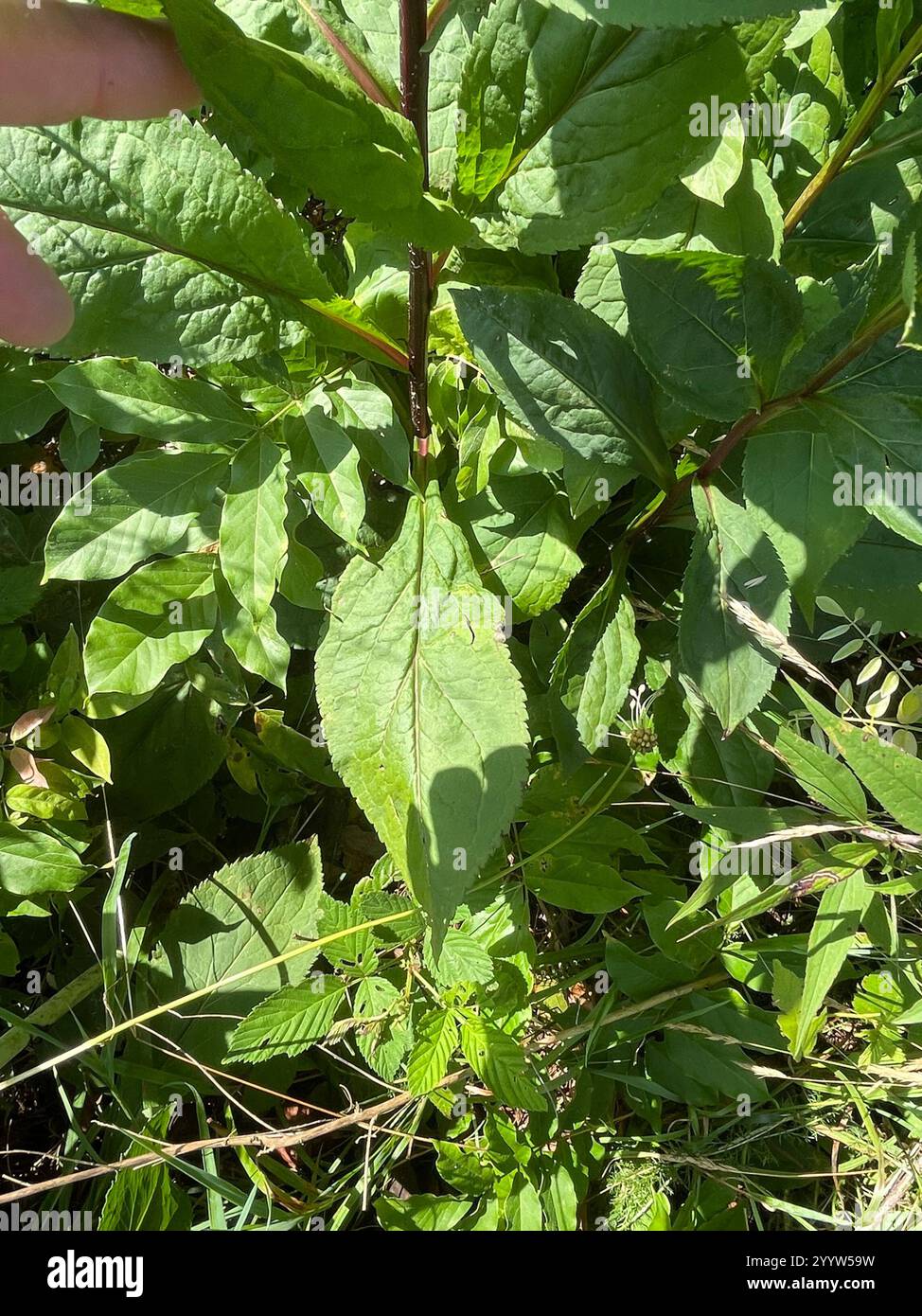 southern rough-leaved goldenrod (Solidago patula strictula Stock Photo ...