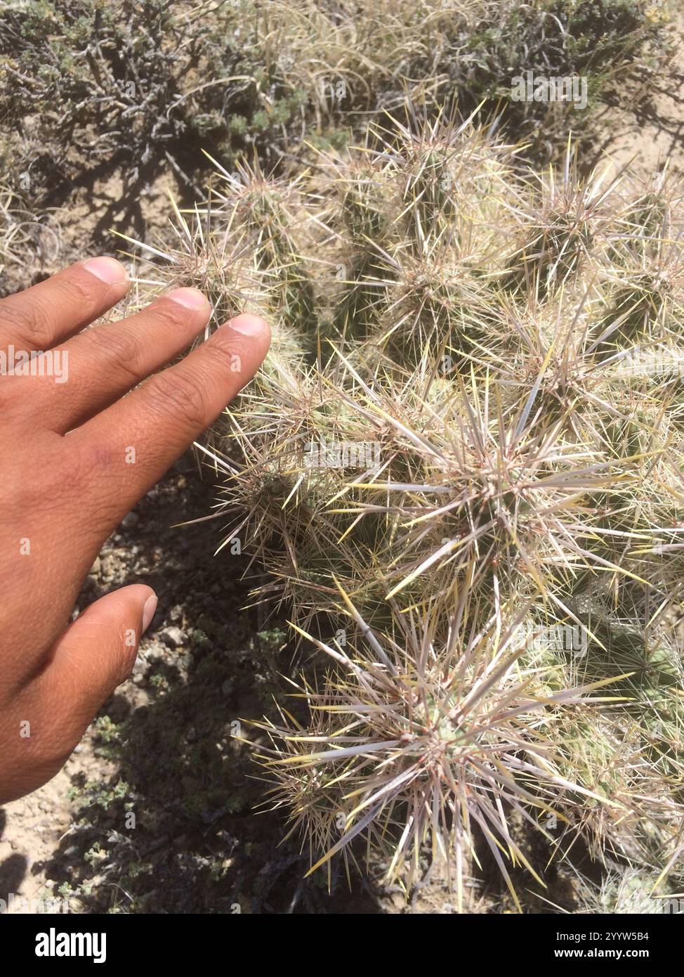 Silver Cholla (Cylindropuntia echinocarpa Stock Photo - Alamy
