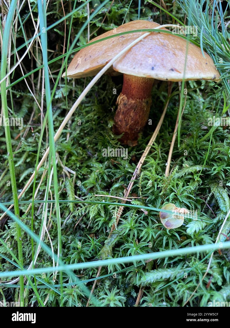 Larch Bolete (Suillus grevillei Stock Photo - Alamy