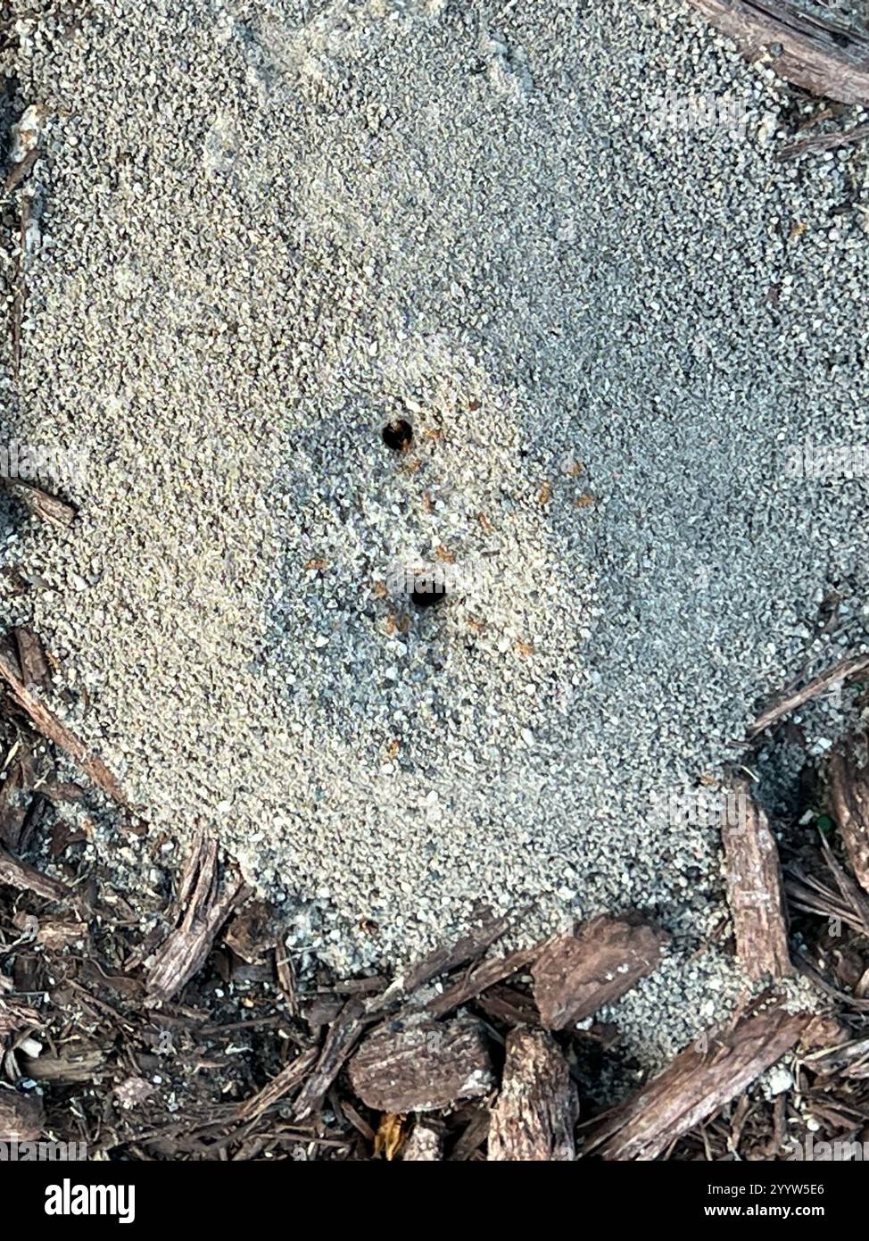 Buren's Pyramid Ant (Dorymyrmex bureni Stock Photo - Alamy