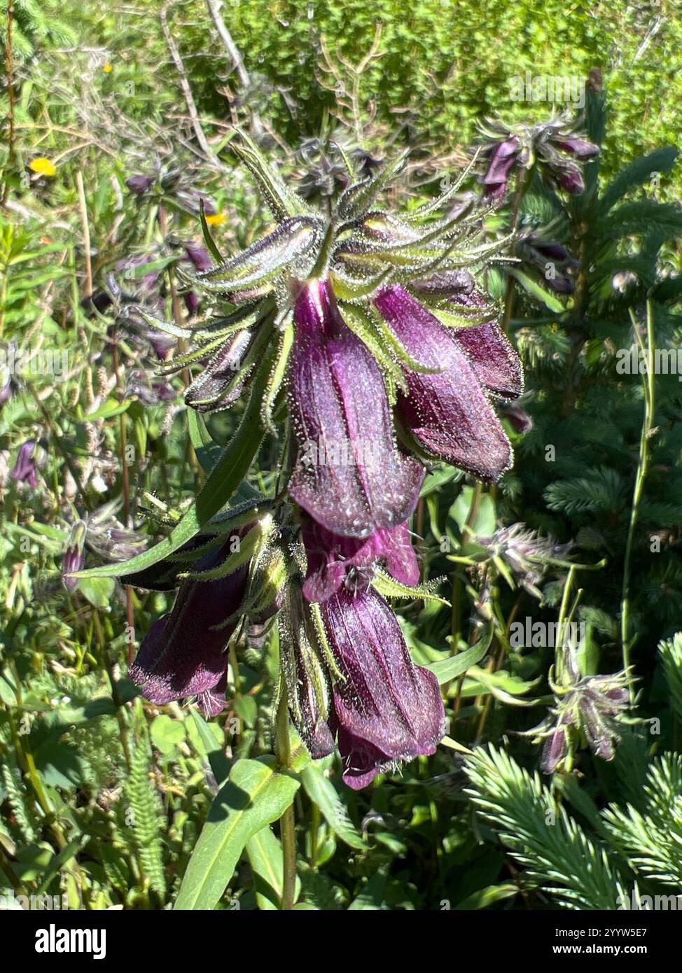 Whipple's penstemon (Penstemon whippleanus Stock Photo - Alamy