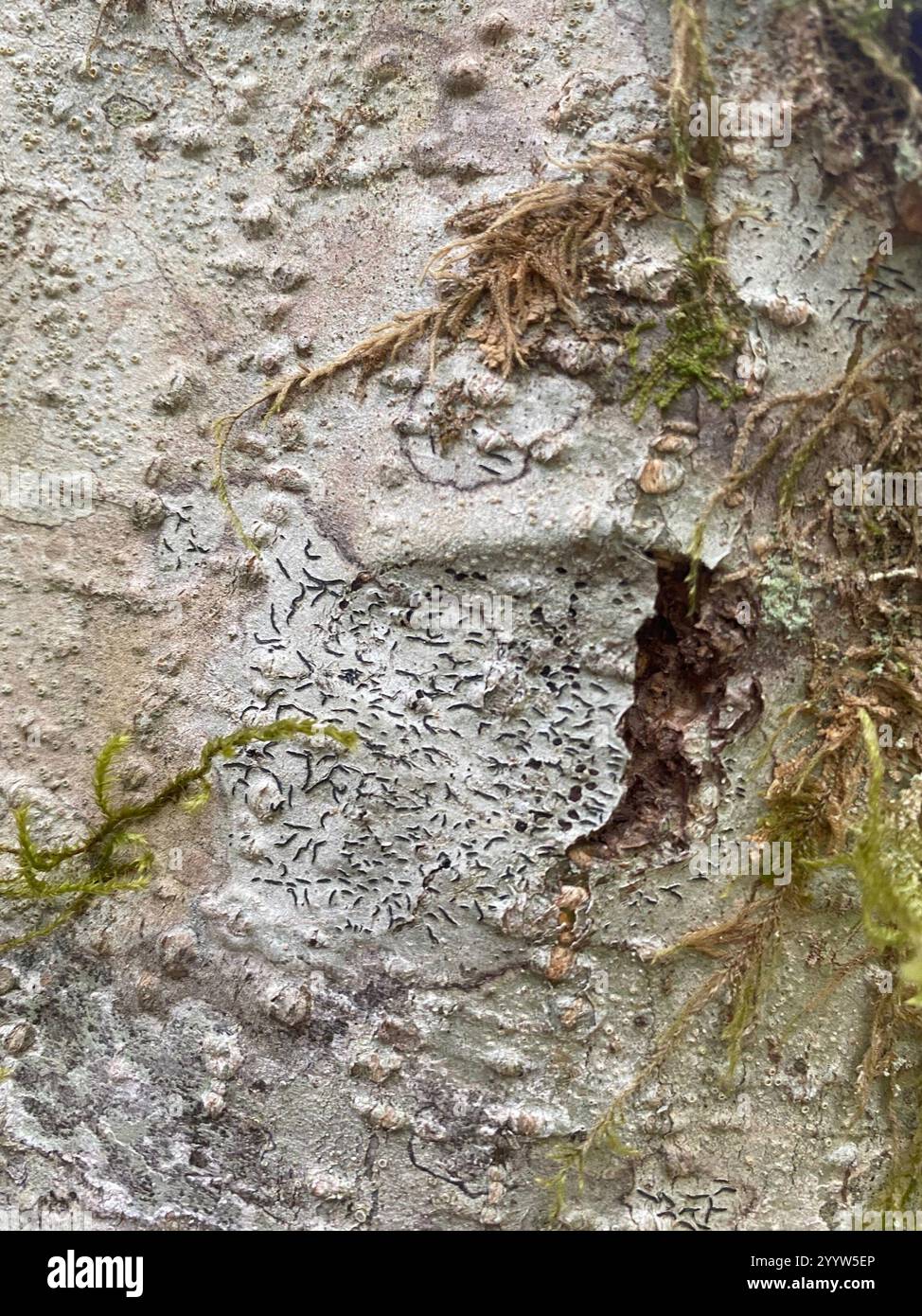 Common Script Lichen (Graphis scripta Stock Photo - Alamy
