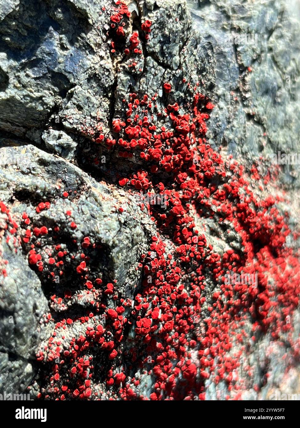 Red Firedot Lichen (Polycauliona luteominia Stock Photo - Alamy