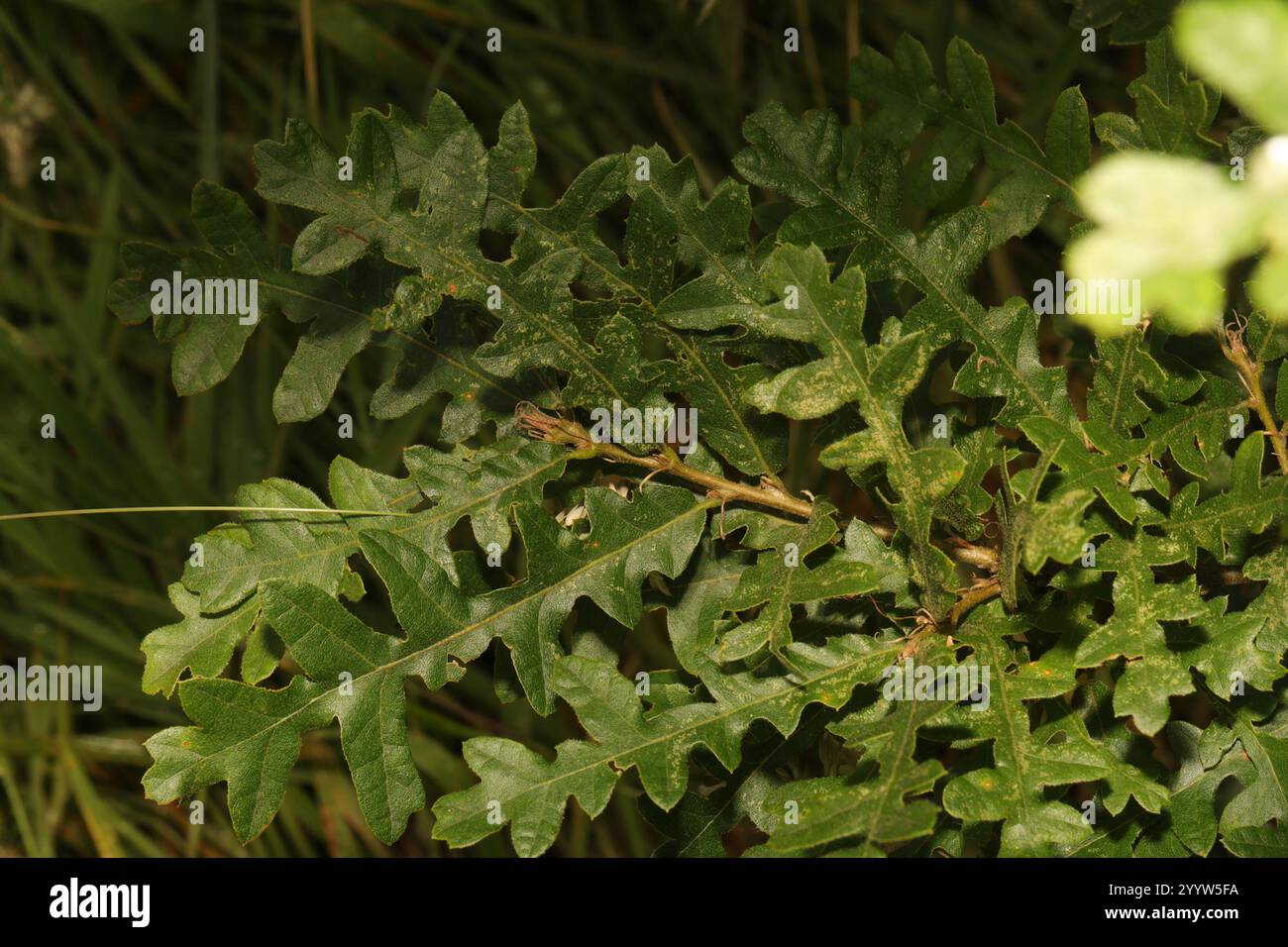Turkey Oak (Quercus cerris Stock Photo - Alamy