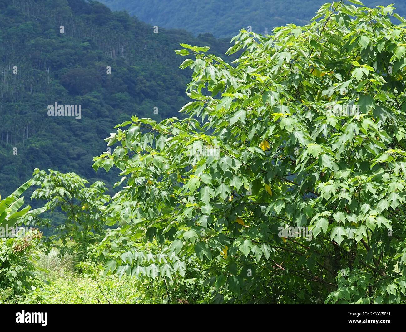Paper mulberry (Broussonetia papyrifera Stock Photo - Alamy