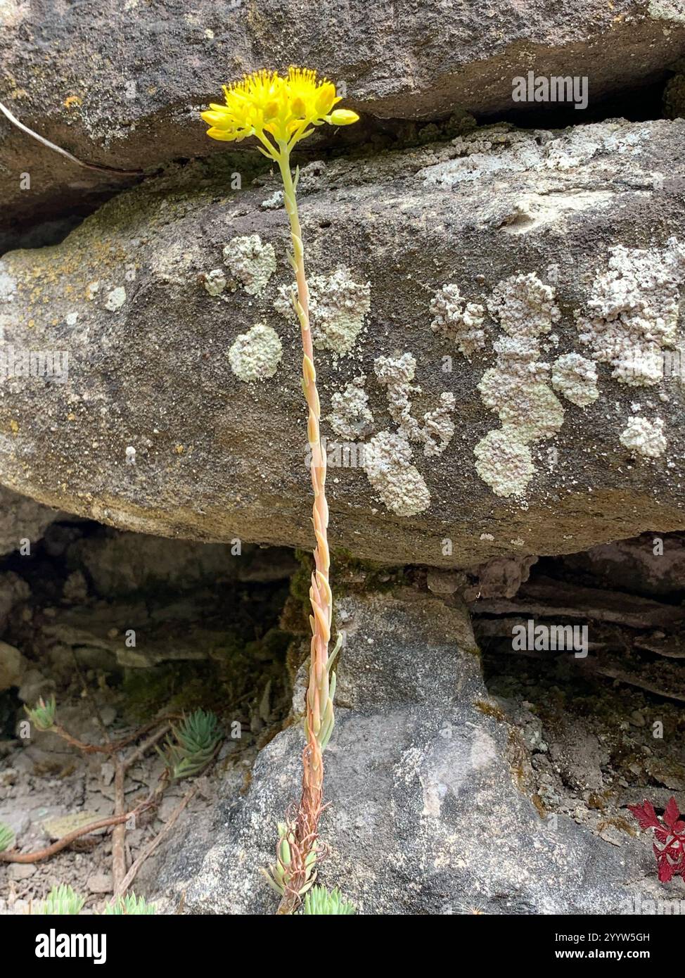 Reflexed Stonecrop (Petrosedum rupestre Stock Photo - Alamy