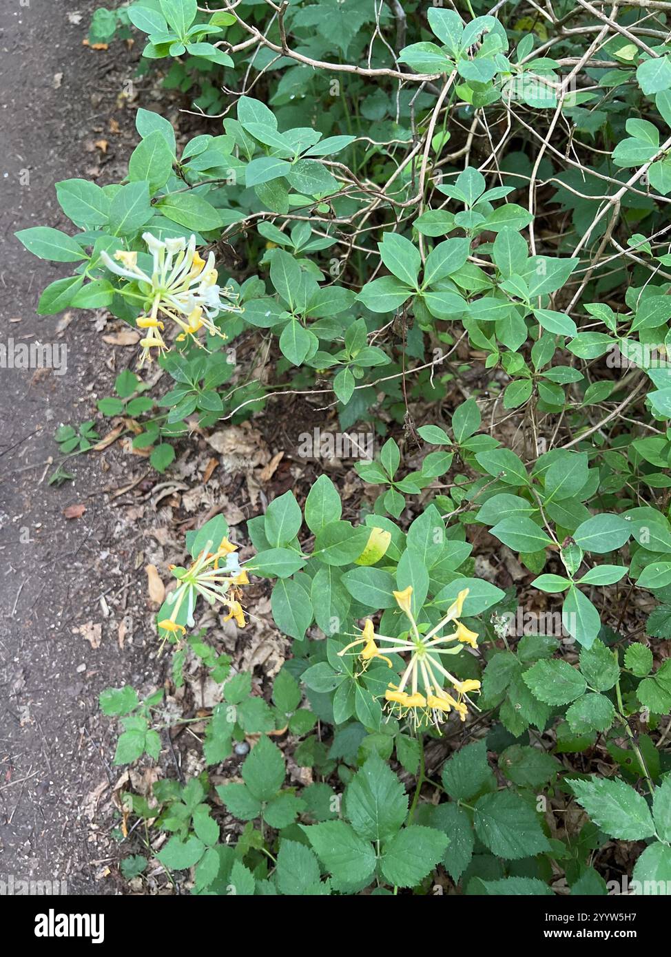 Common Honeysuckle (Lonicera periclymenum Stock Photo - Alamy