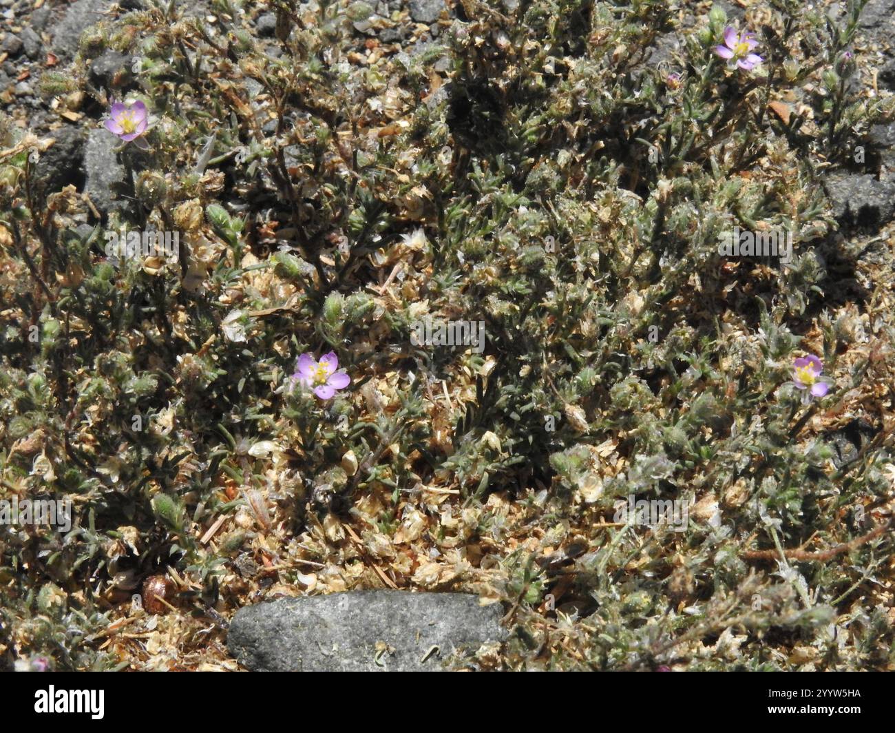 Red Sand Spurrey (Spergularia rubra Stock Photo - Alamy