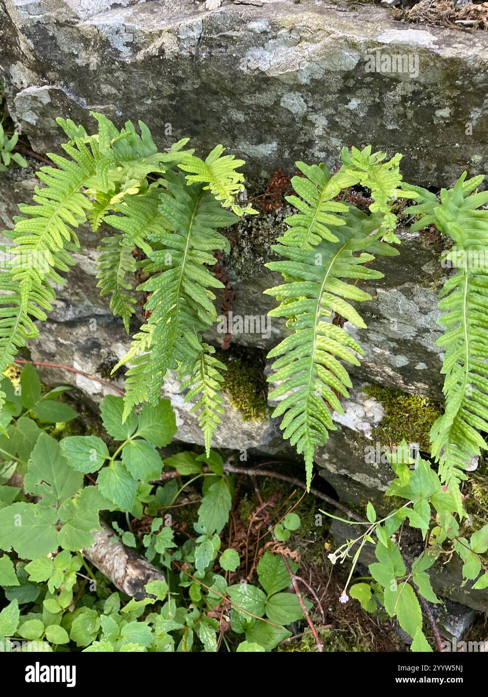 common polypody (Polypodium vulgare Stock Photo - Alamy