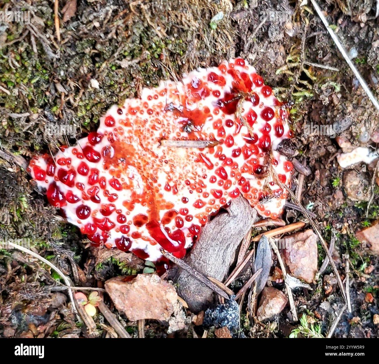 Red-juice Tooth (Hydnellum peckii Stock Photo - Alamy
