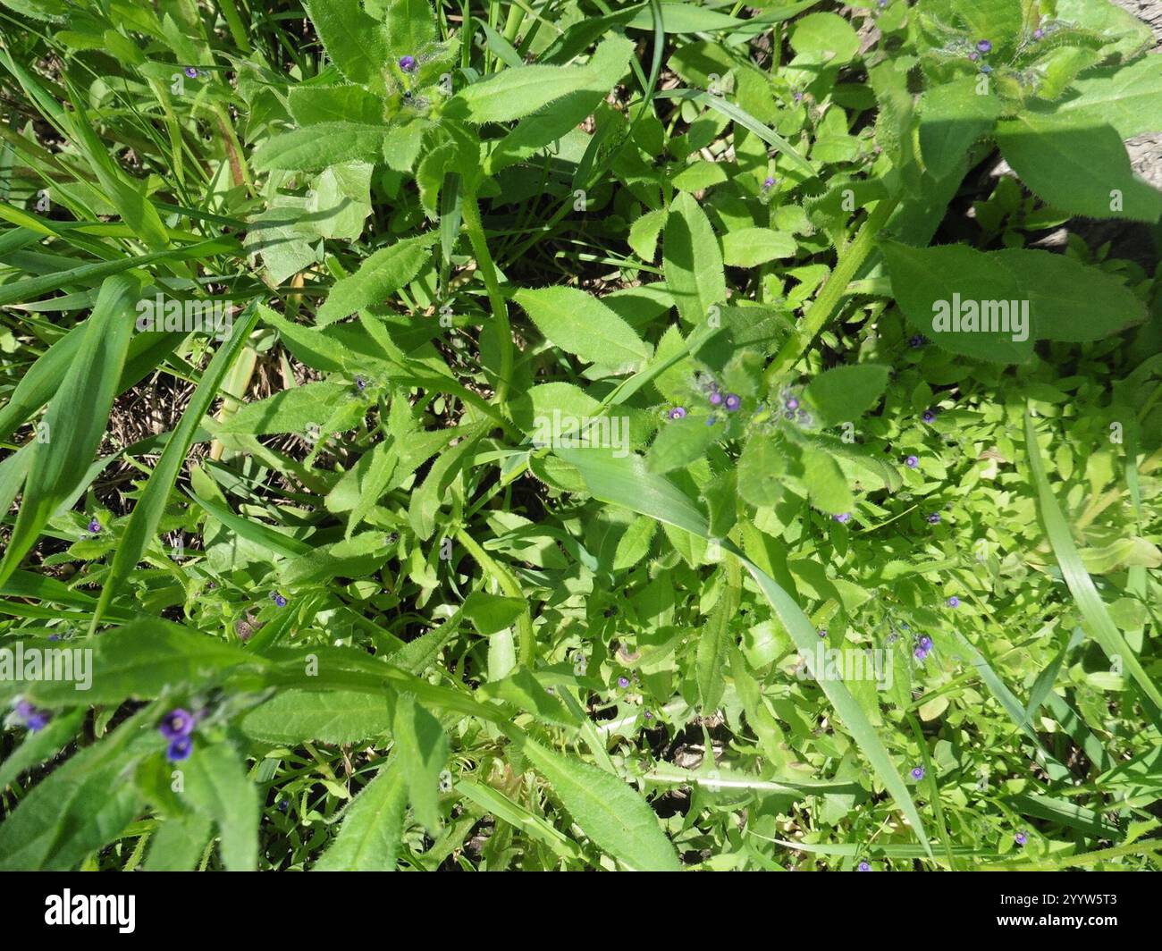Asperugo procumbens hi-res stock photography and images - Alamy