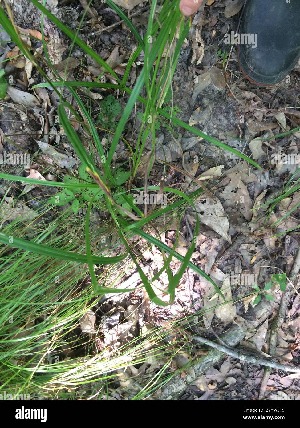 Frank's sedge (Carex frankii Stock Photo - Alamy