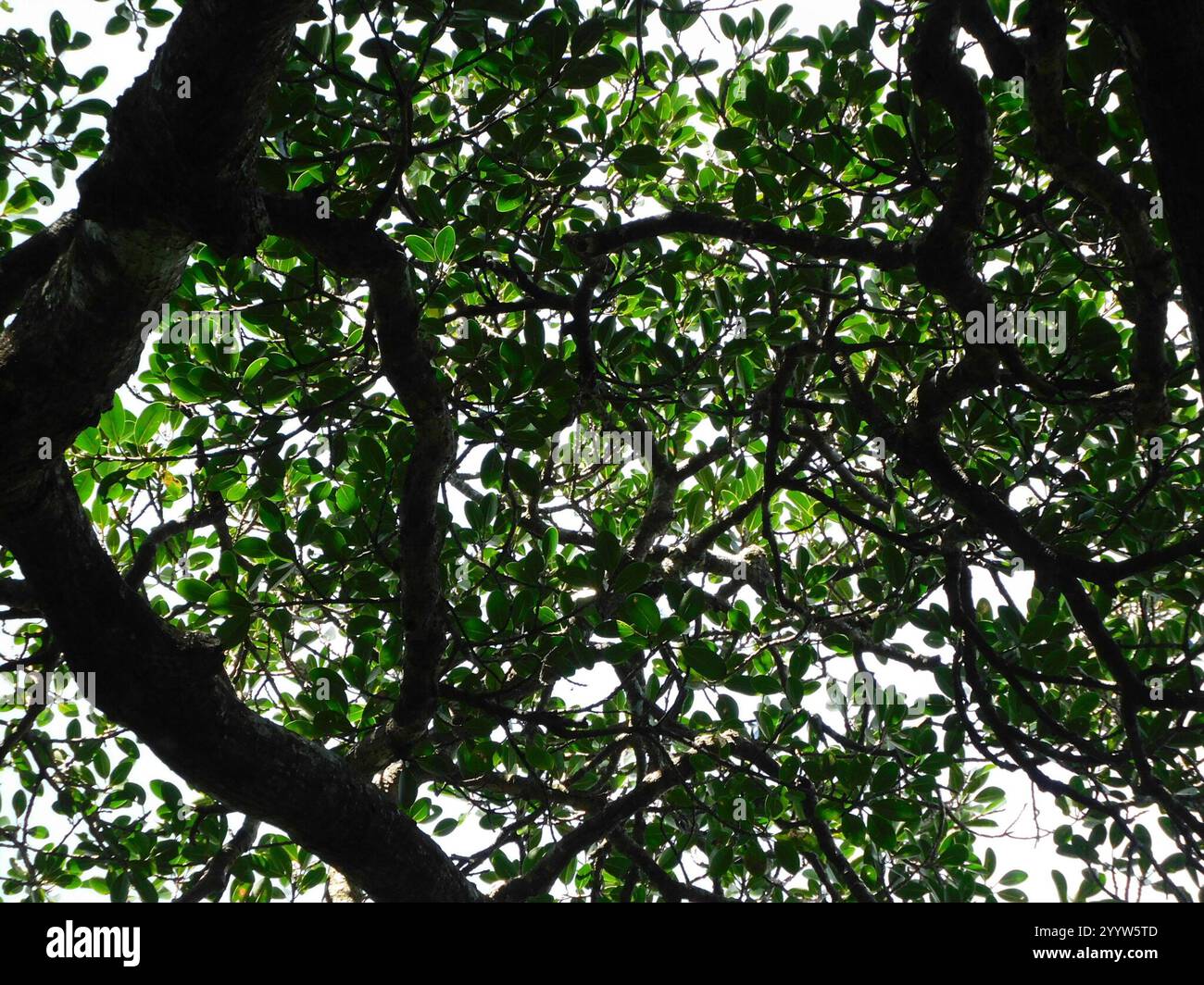 mulberry and fig family (Moraceae Stock Photo - Alamy