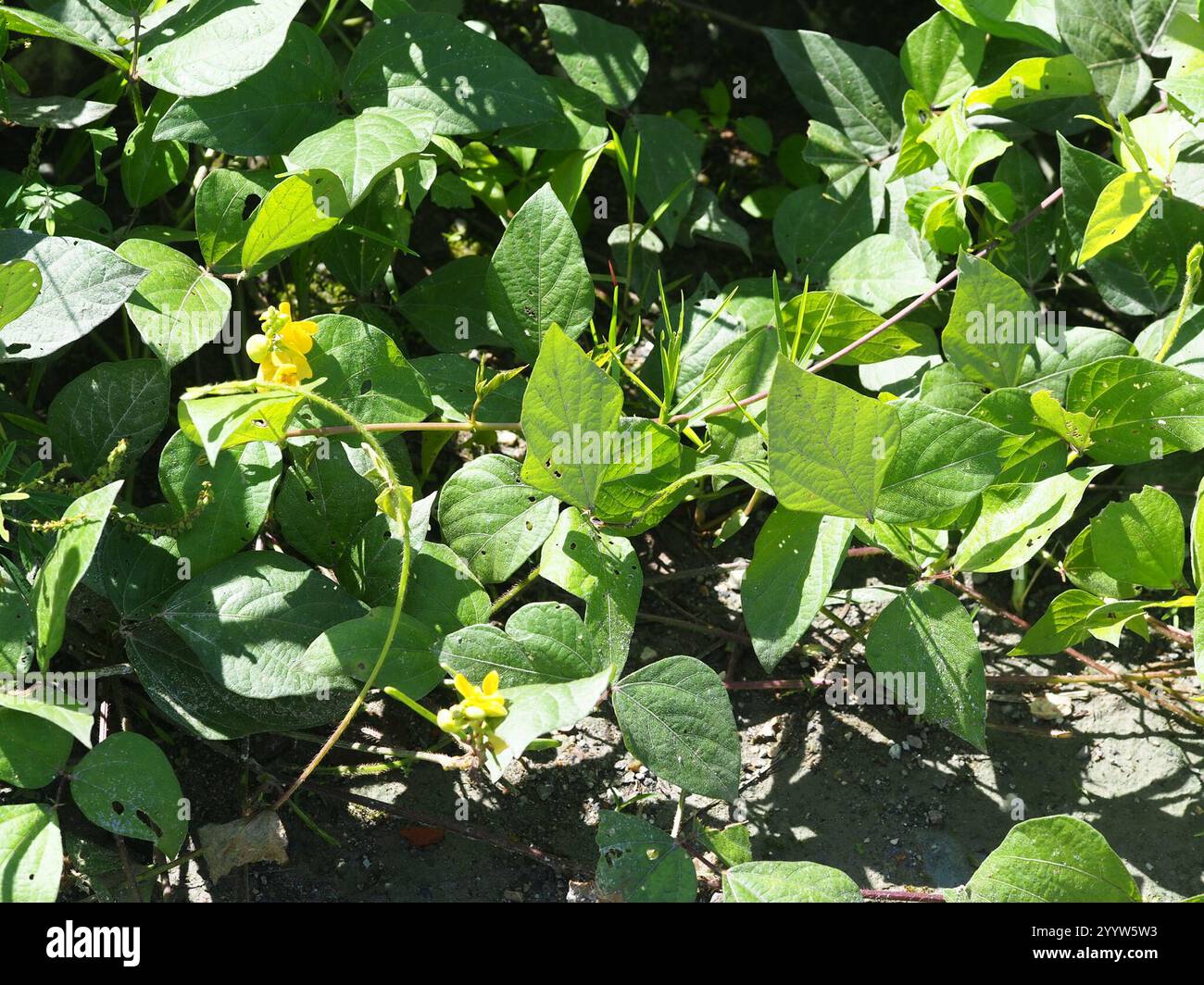 creole-bean (Vigna reflexopilosa Stock Photo - Alamy