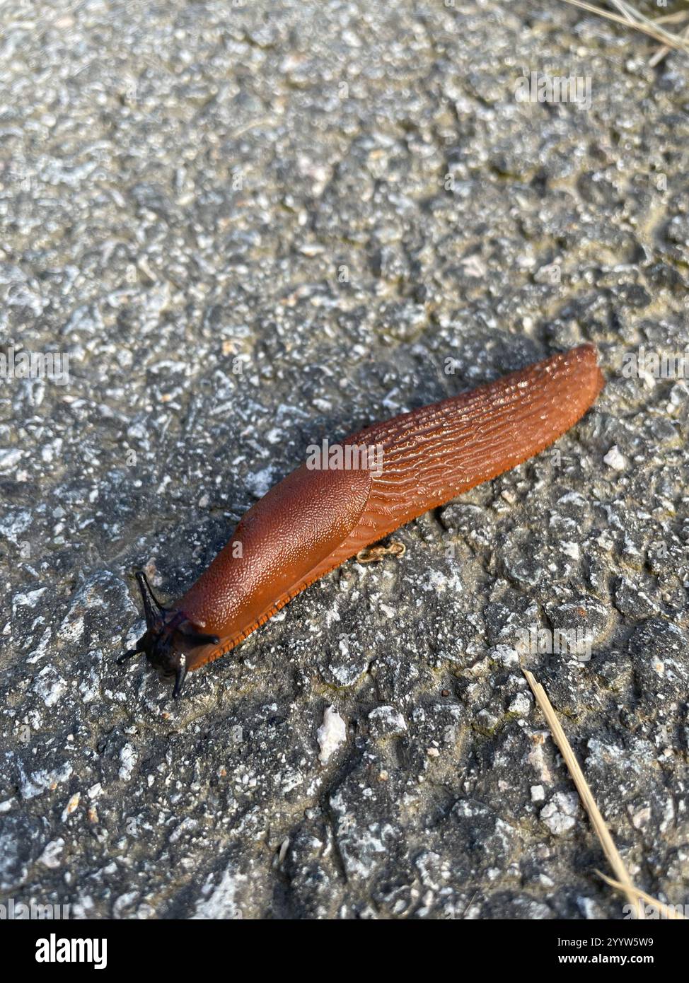 Spanish Slug (Arion vulgaris Stock Photo - Alamy