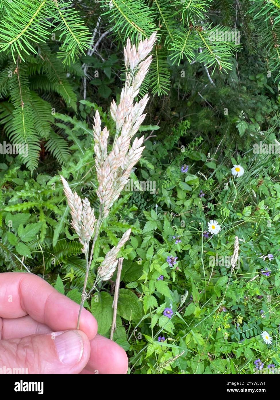 Yorkshire fog (Holcus lanatus Stock Photo - Alamy