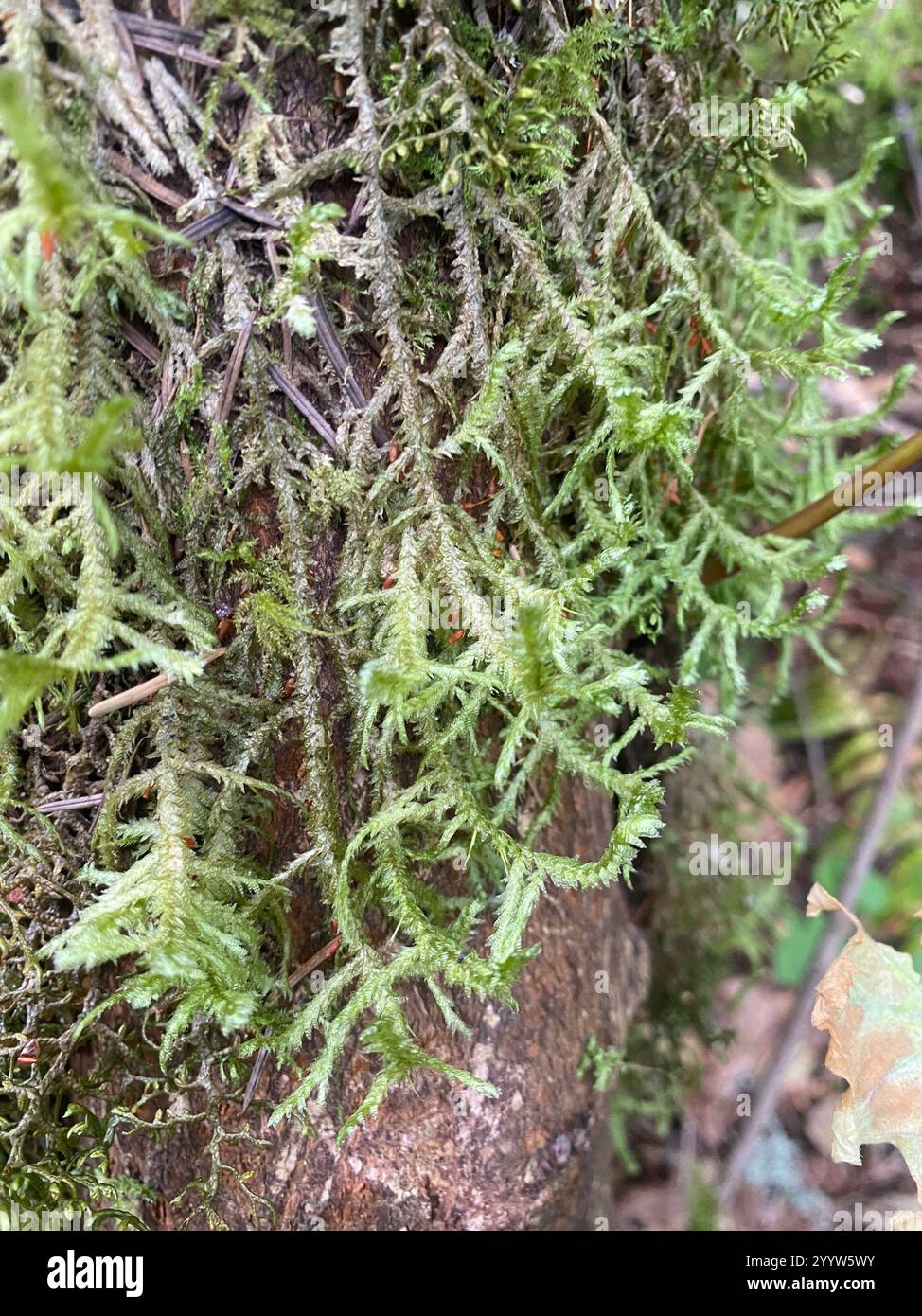 Neckera moss hi-res stock photography and images - Alamy