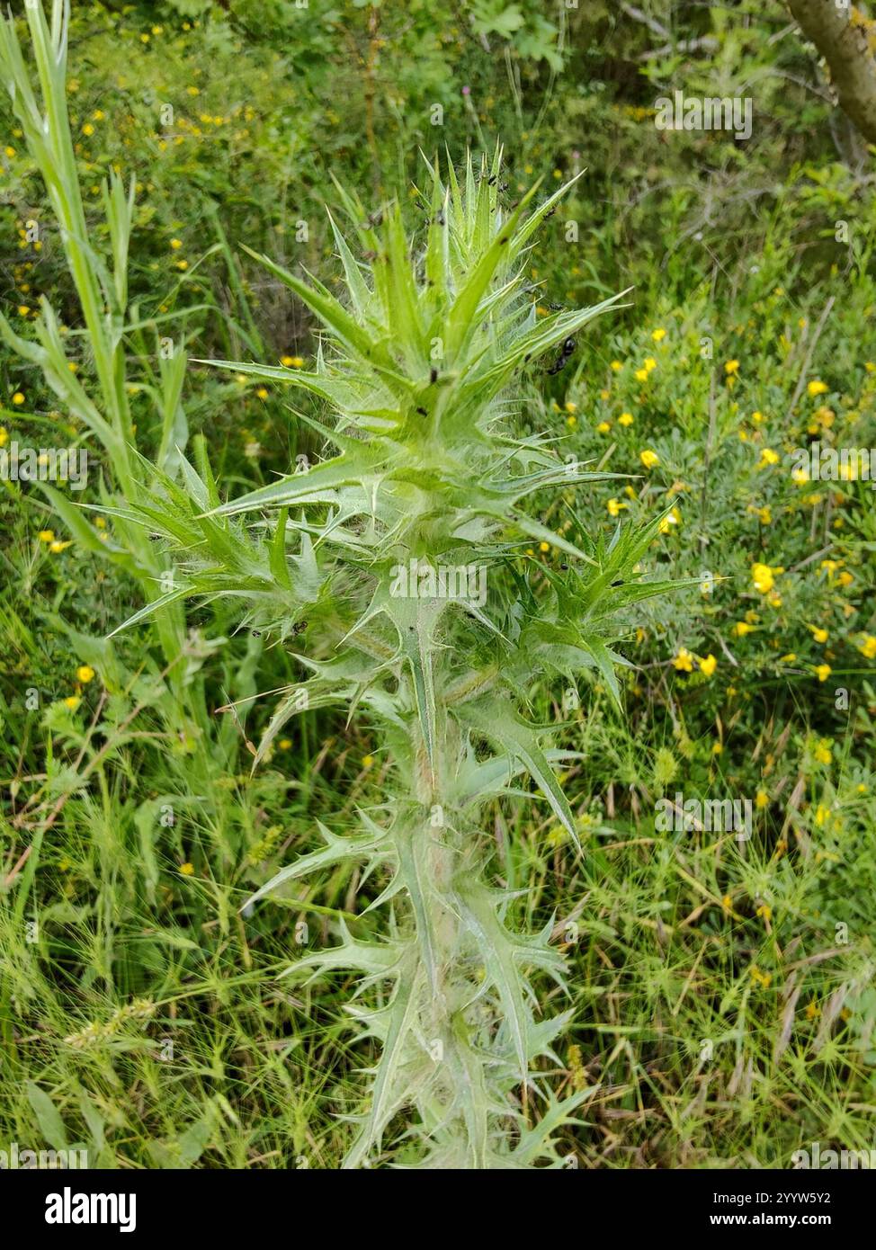 woolly distaff thistle (Carthamus lanatus Stock Photo - Alamy