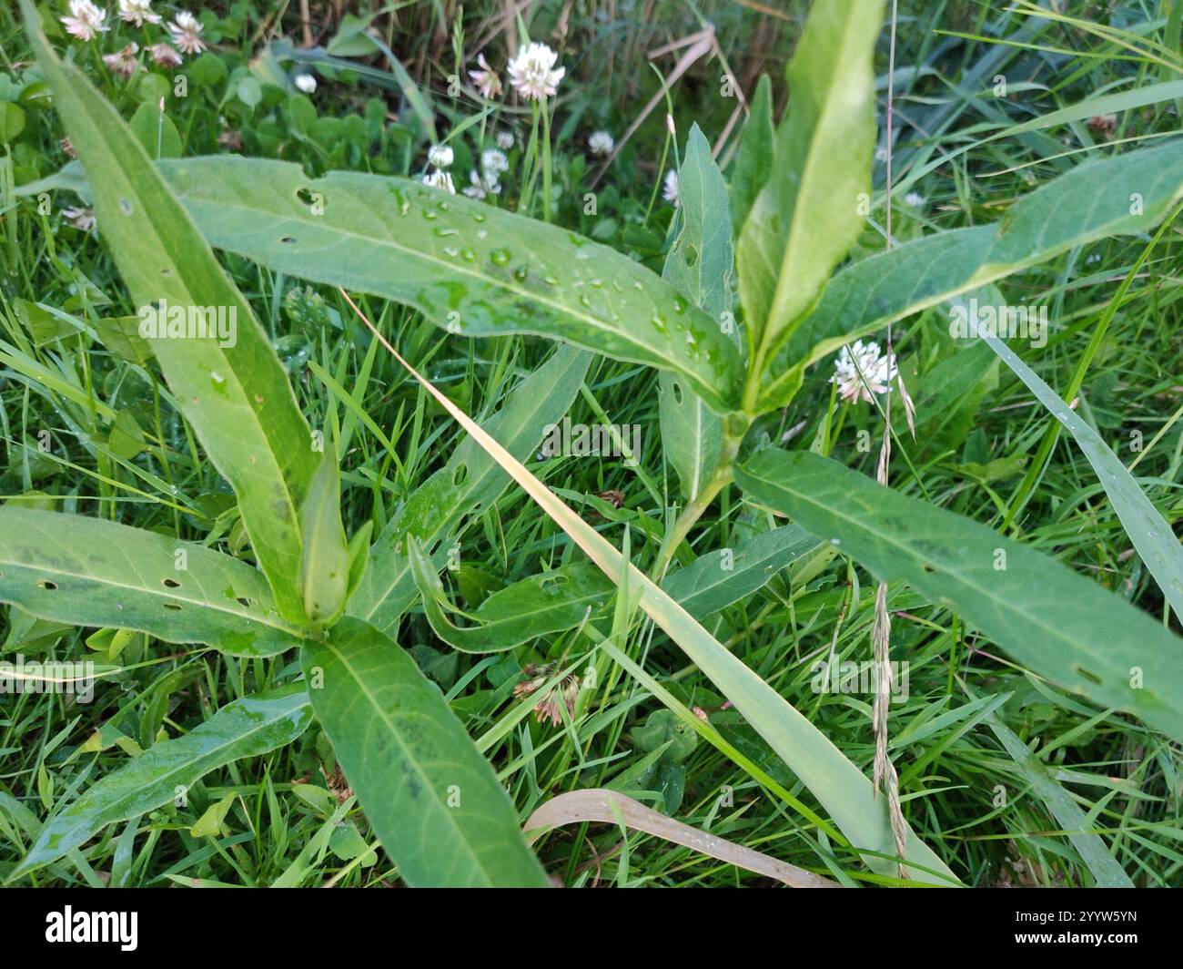 water smartweed (Persicaria amphibia Stock Photo - Alamy