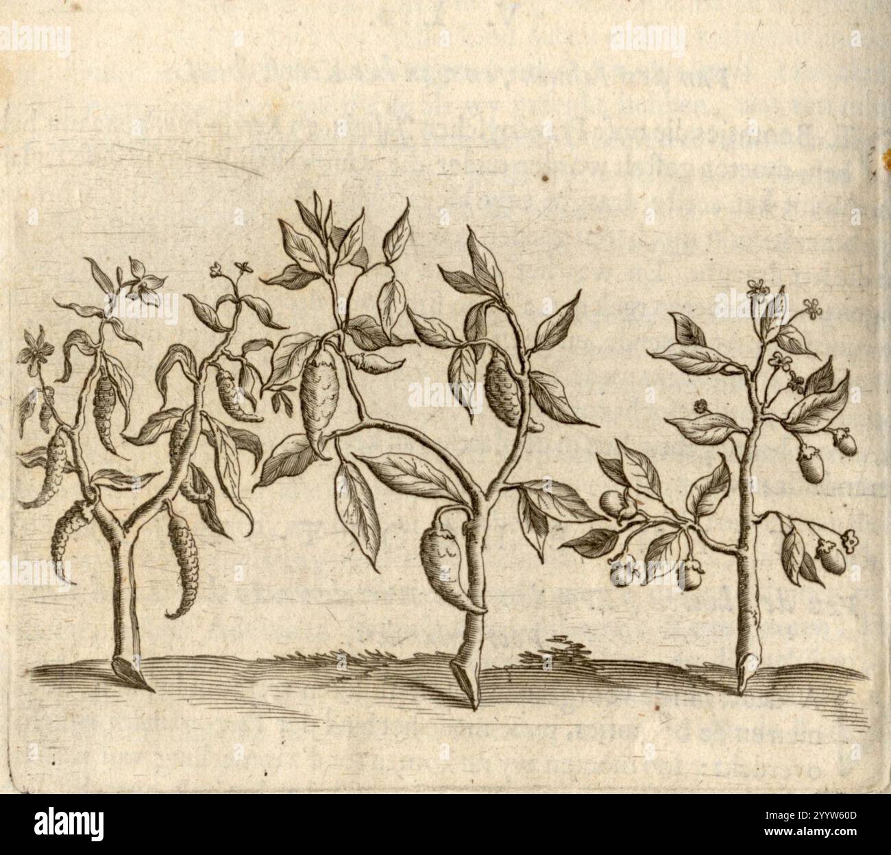 Drie Soorten van Pyman - BNA-DIG-KOSTBARE-0427-023 Stock Photo - Alamy