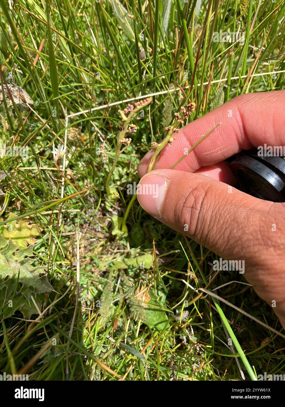 little grapefern (Botrychium simplex Stock Photo - Alamy