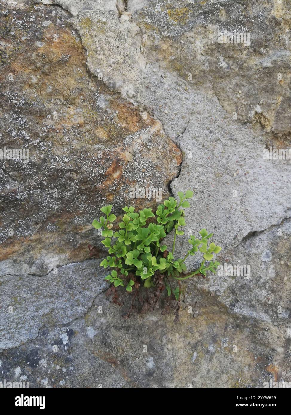 wall-rue (Asplenium ruta-muraria Stock Photo - Alamy