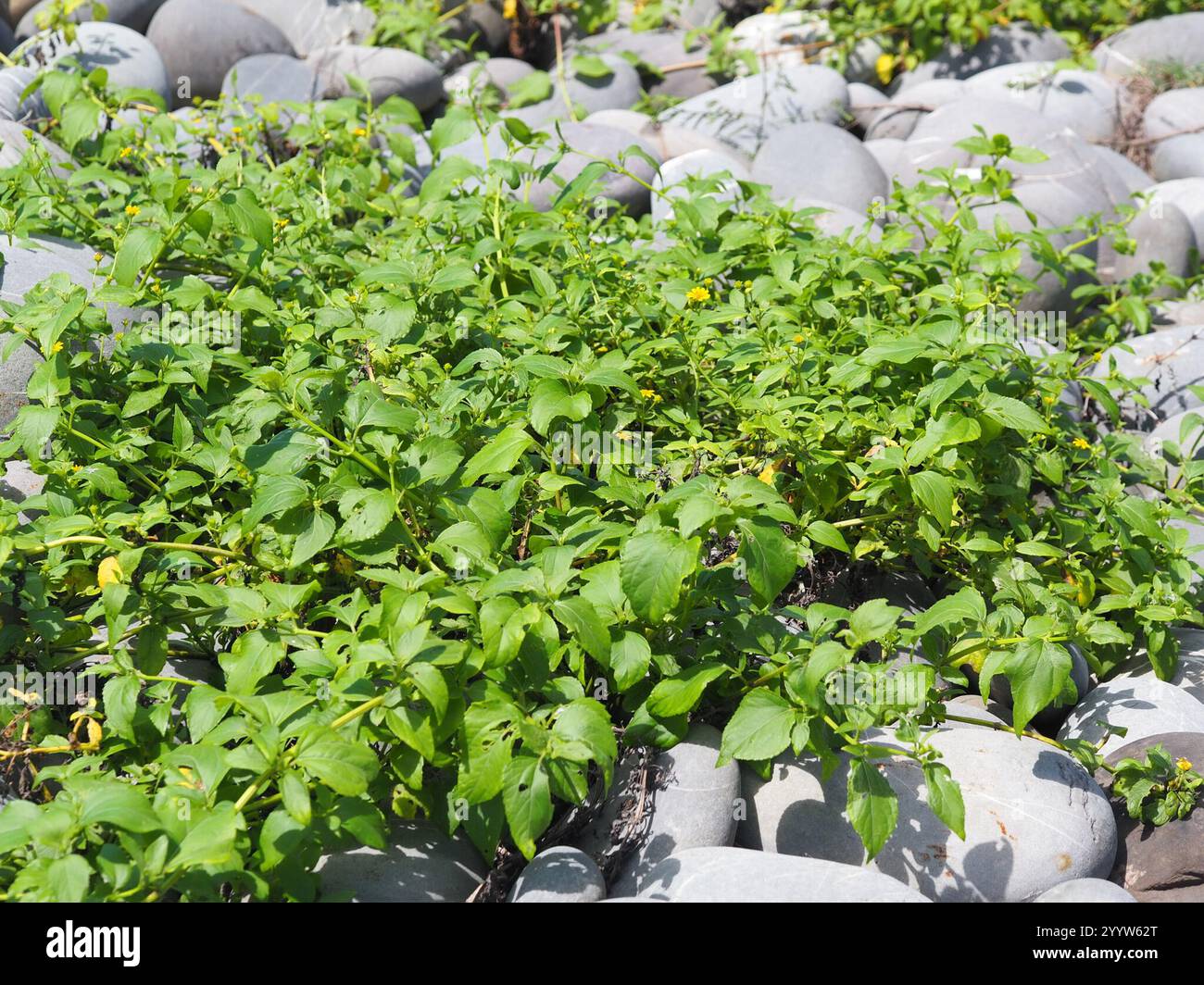 sea daisy (Wollastonia biflora Stock Photo - Alamy