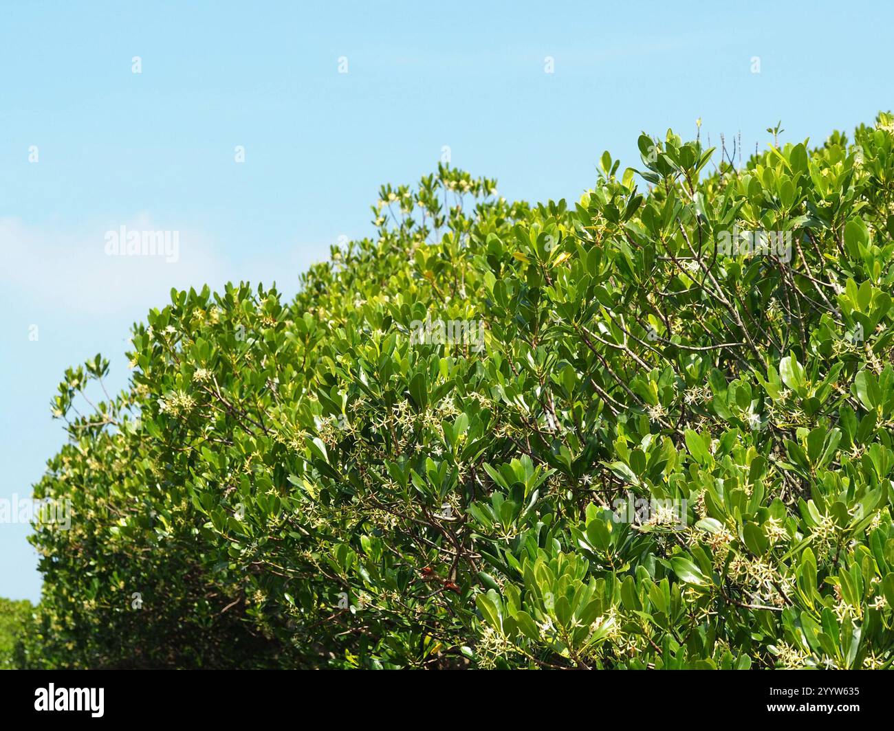 Kandelia hi-res stock photography and images - Alamy