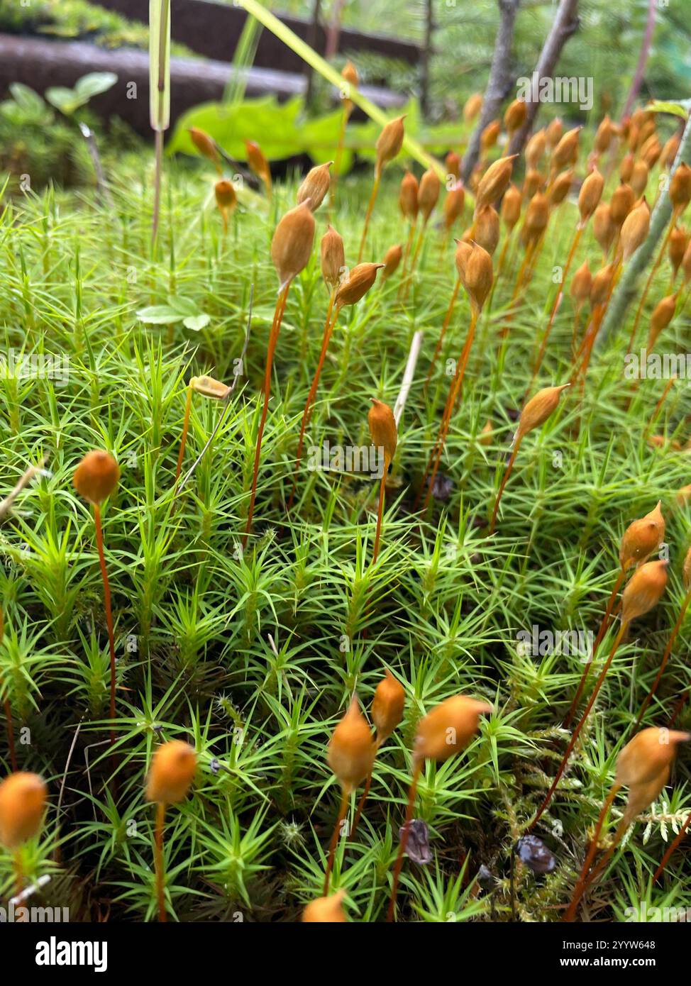 Common Haircap Moss (Polytrichum commune Stock Photo - Alamy