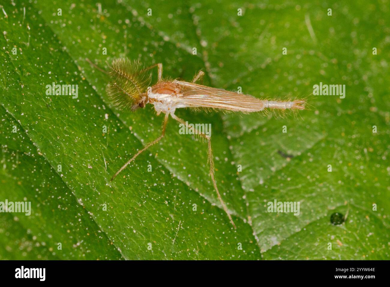 Phantom Midges (Chaoboridae Stock Photo - Alamy