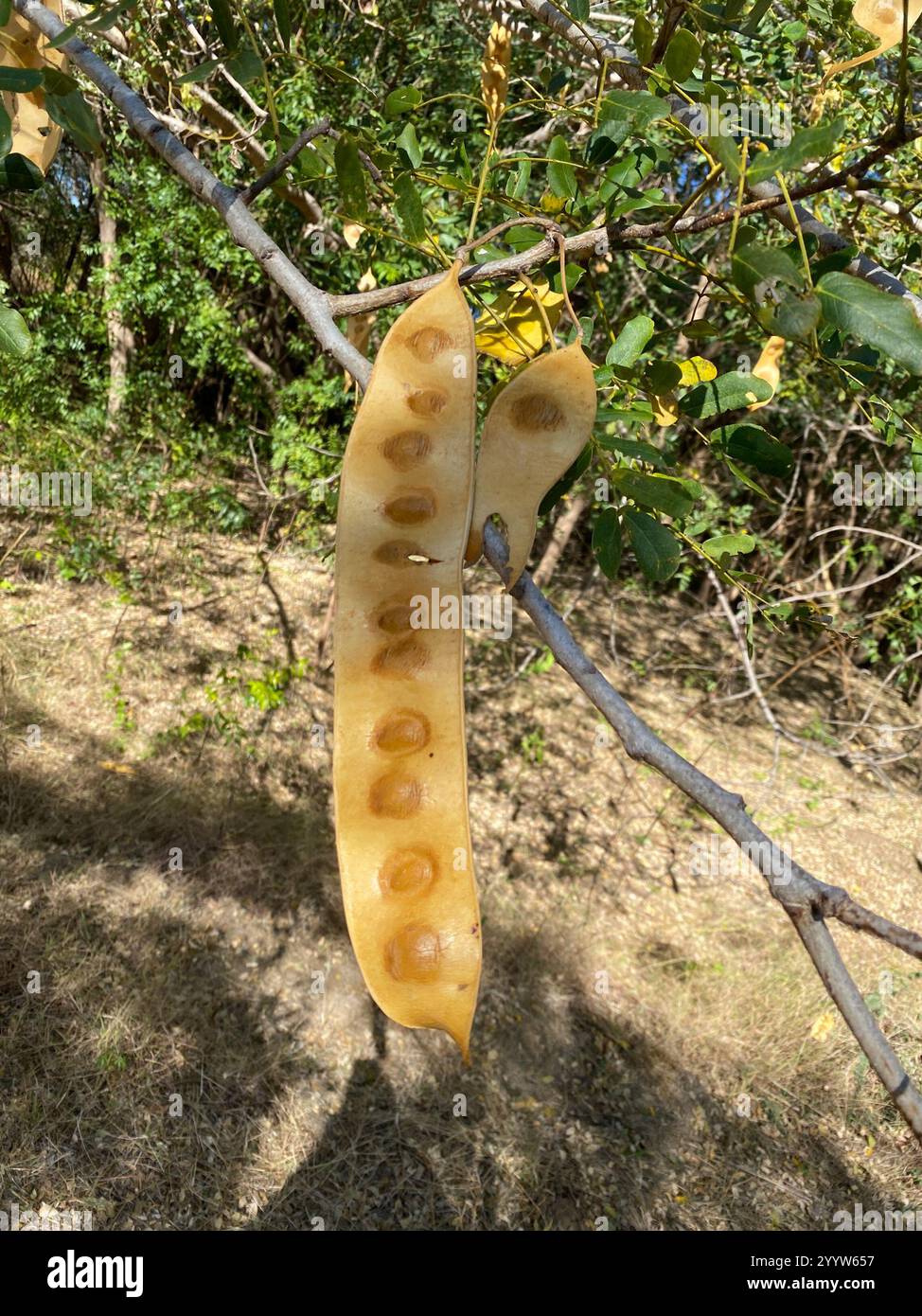 lebbeck (Albizia lebbeck Stock Photo - Alamy