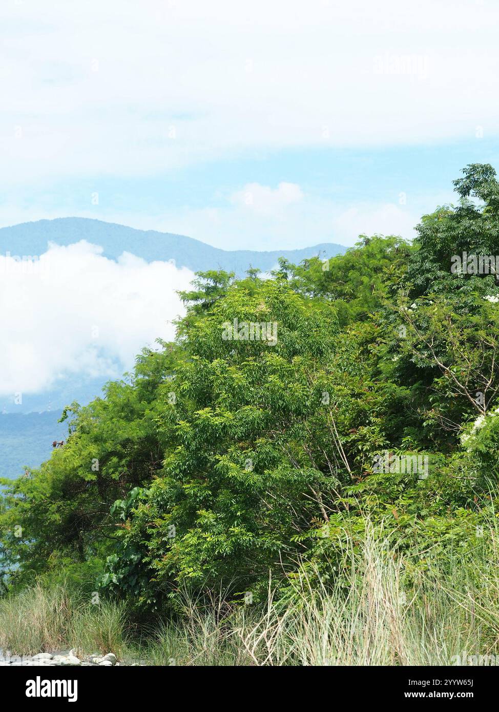 Evergreen tropical ash (Fraxinus griffithii Stock Photo - Alamy