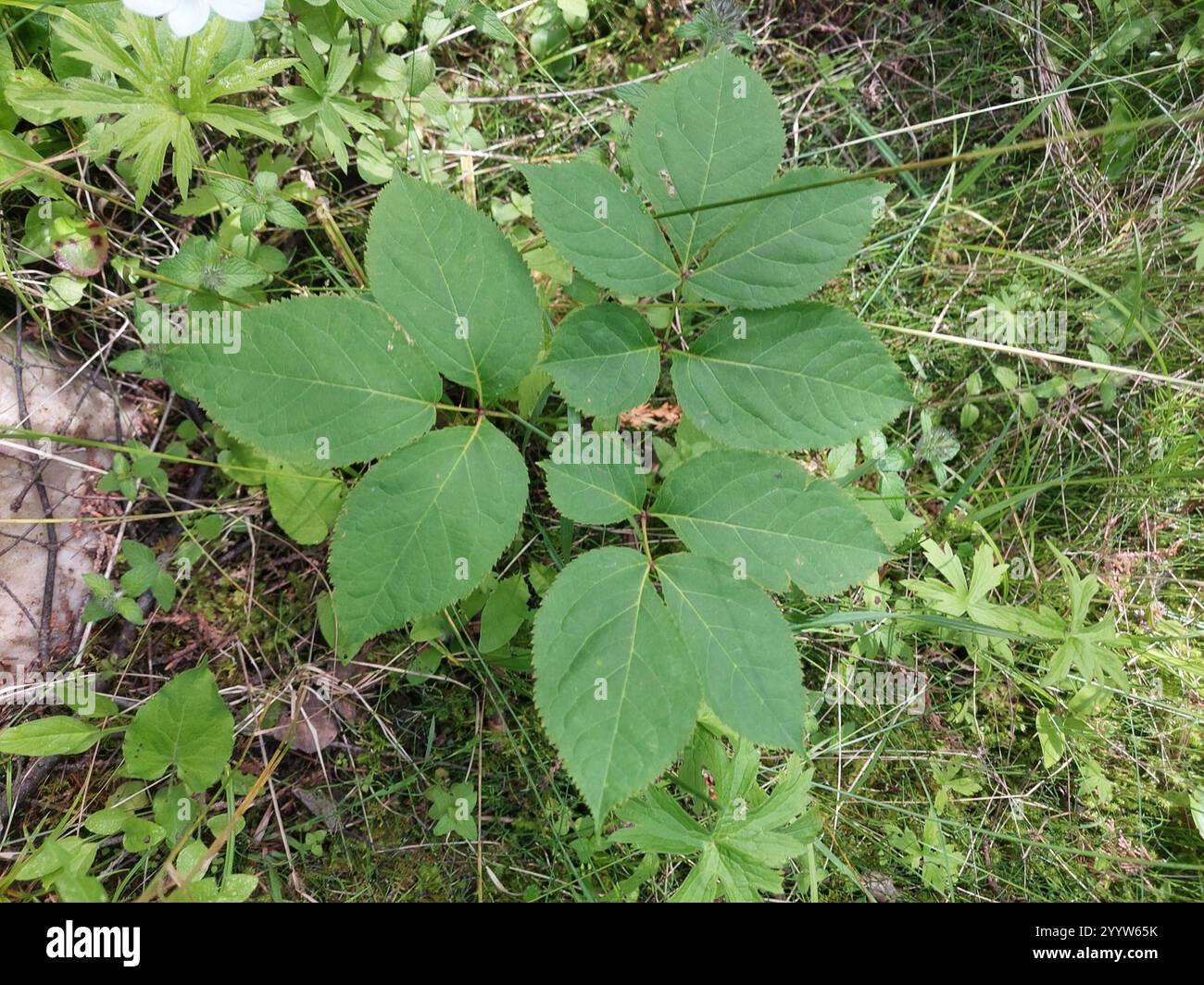 wild sarsaparilla (Aralia nudicaulis Stock Photo - Alamy