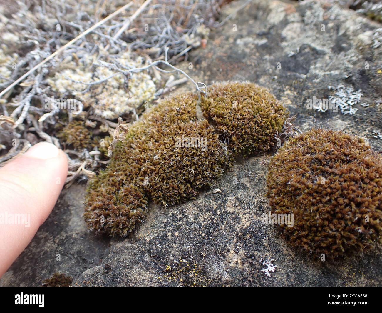 Hair-pointed Grimmia (Grimmia trichophylla Stock Photo - Alamy