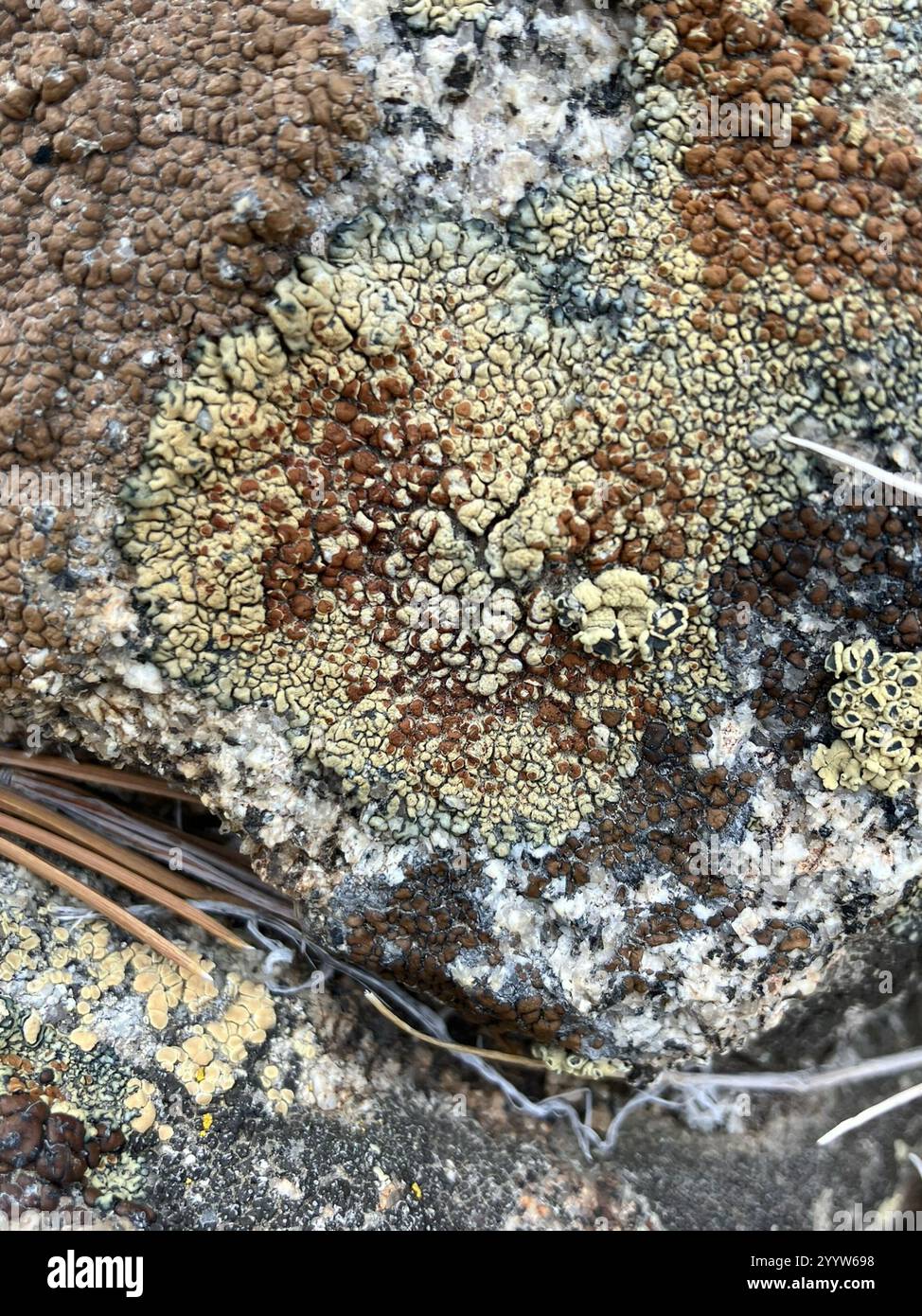 rim lichens, disc lichens, and allies (Lecanoraceae Stock Photo - Alamy