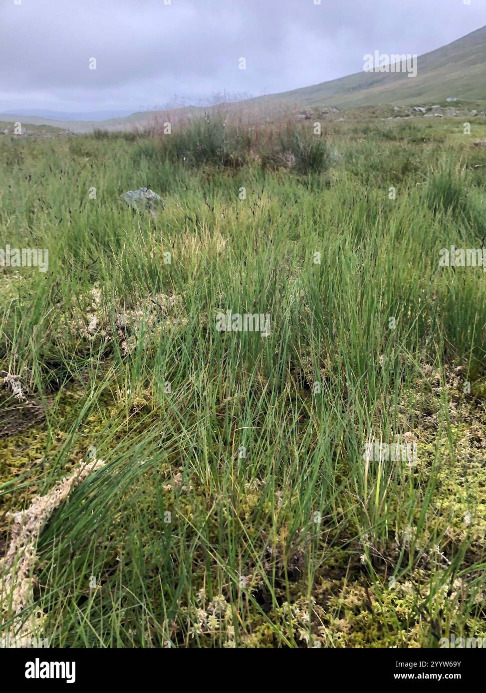 Smooth black sedge carex nigra hi-res stock photography and images - Alamy
