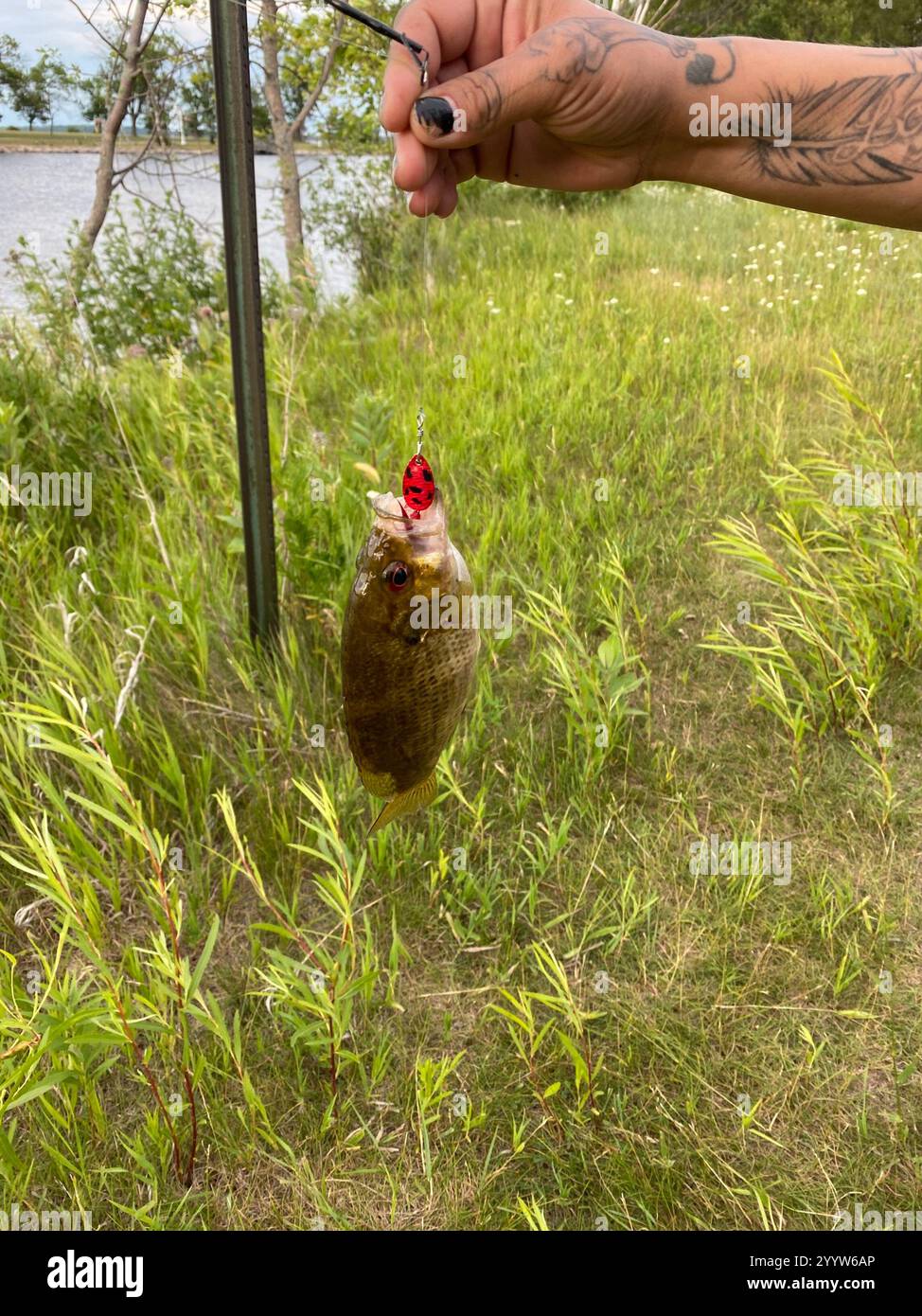 Rock Bass (Ambloplites rupestris Stock Photo - Alamy