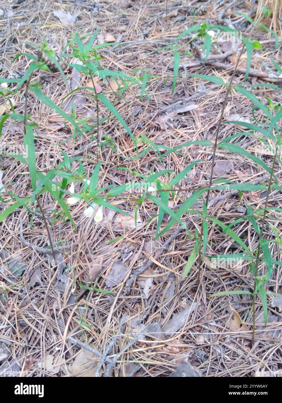 Common Cow-wheat (Melampyrum pratense Stock Photo - Alamy