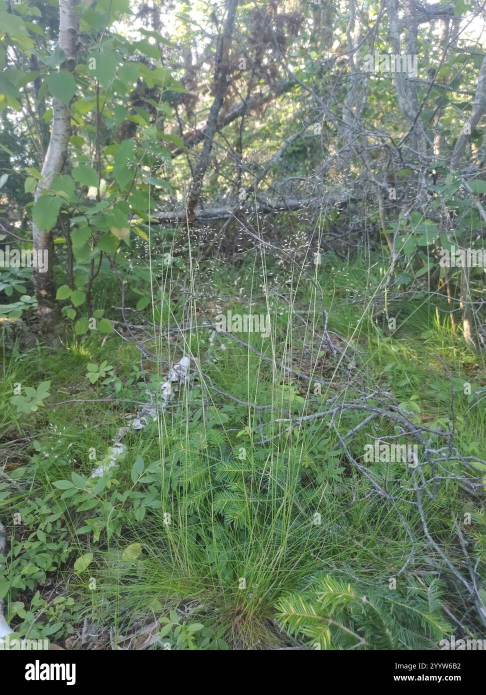 wavy hair-grass (Avenella flexuosa Stock Photo - Alamy