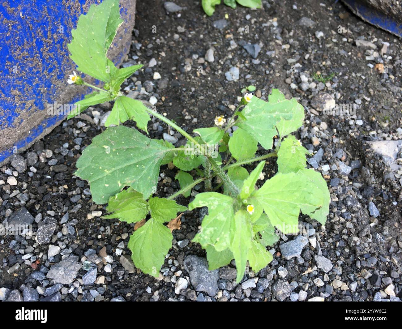 shaggy soldier (Galinsoga quadriradiata Stock Photo - Alamy