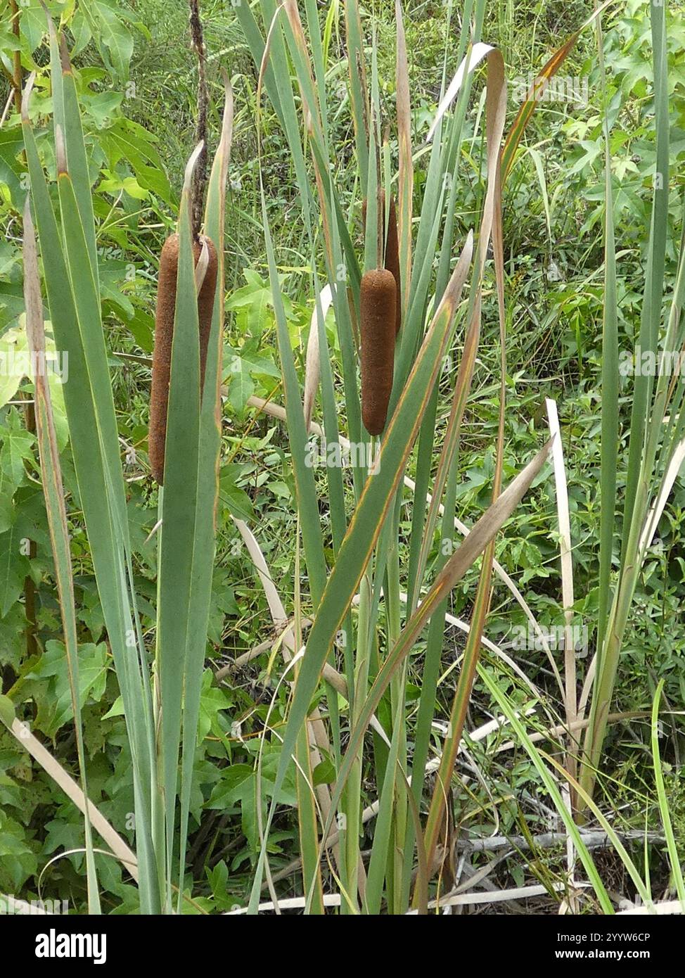 broadleaf cattail (Typha latifolia Stock Photo - Alamy
