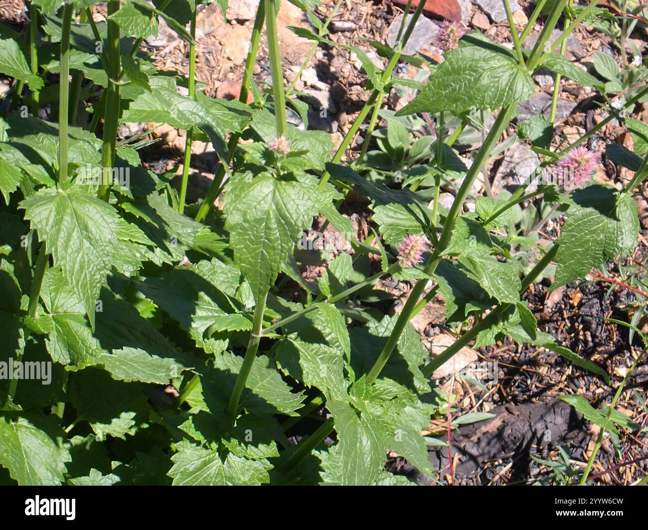nettle-leaf giant hyssop (Agastache urticifolia Stock Photo - Alamy