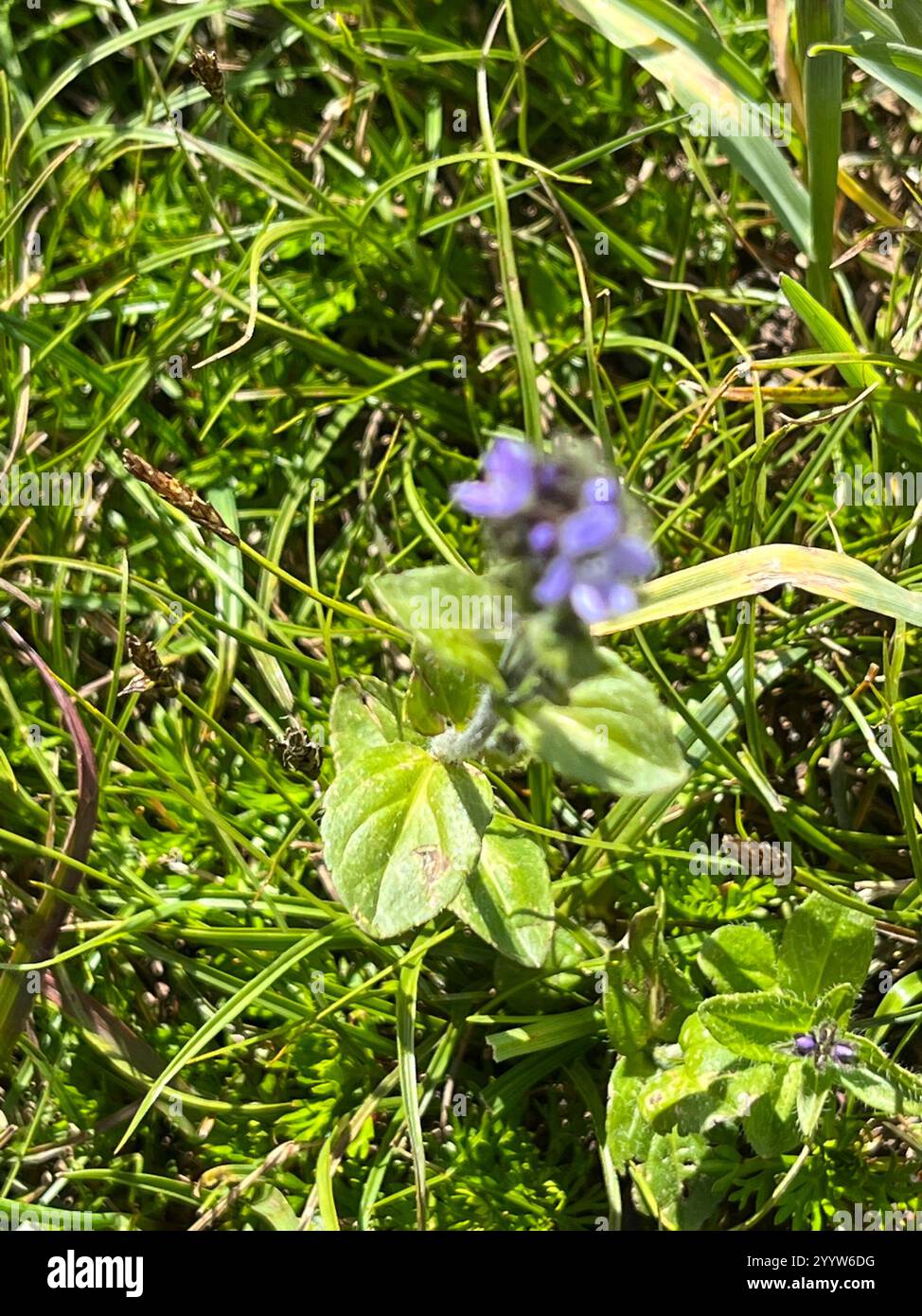 American alpine speedwell (Veronica wormskjoldii Stock Photo - Alamy