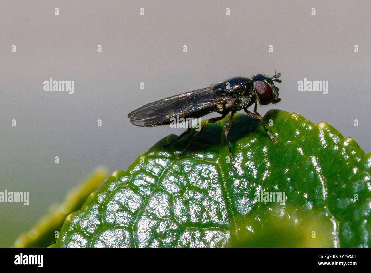 Typical Hover Flies (Syrphinae Stock Photo - Alamy