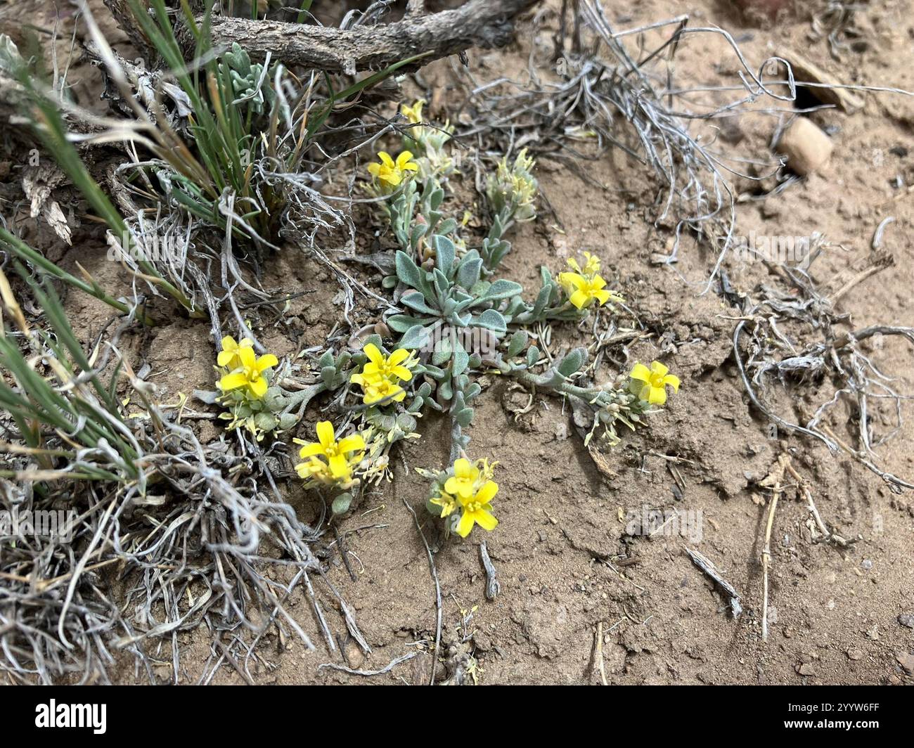 King Bladderpod (Physaria kingii kingii Stock Photo - Alamy