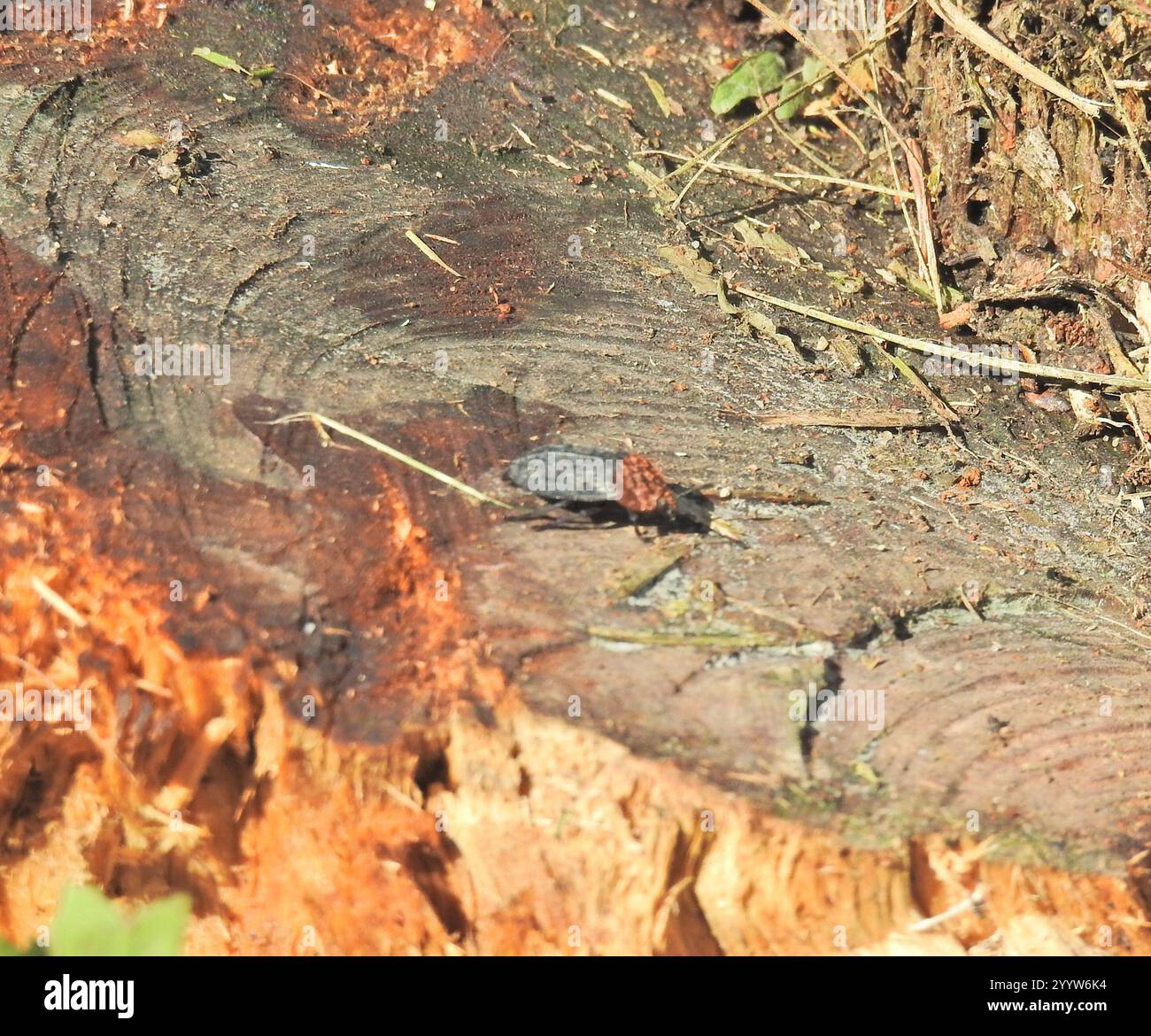 Red-breasted Carrion Beetle (Oiceoptoma thoracicum Stock Photo - Alamy