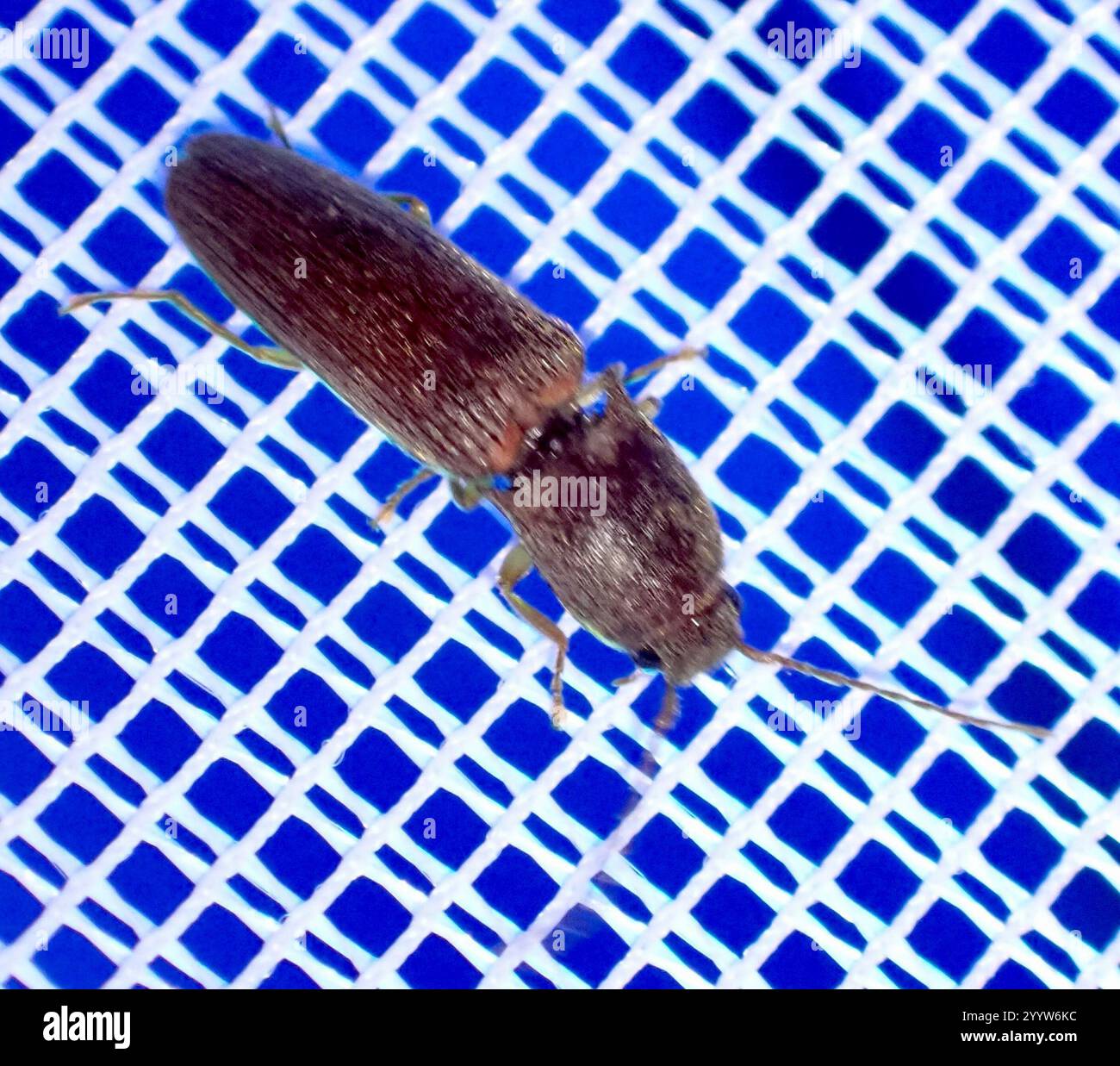 Monocrepidius hi-res stock photography and images - Alamy