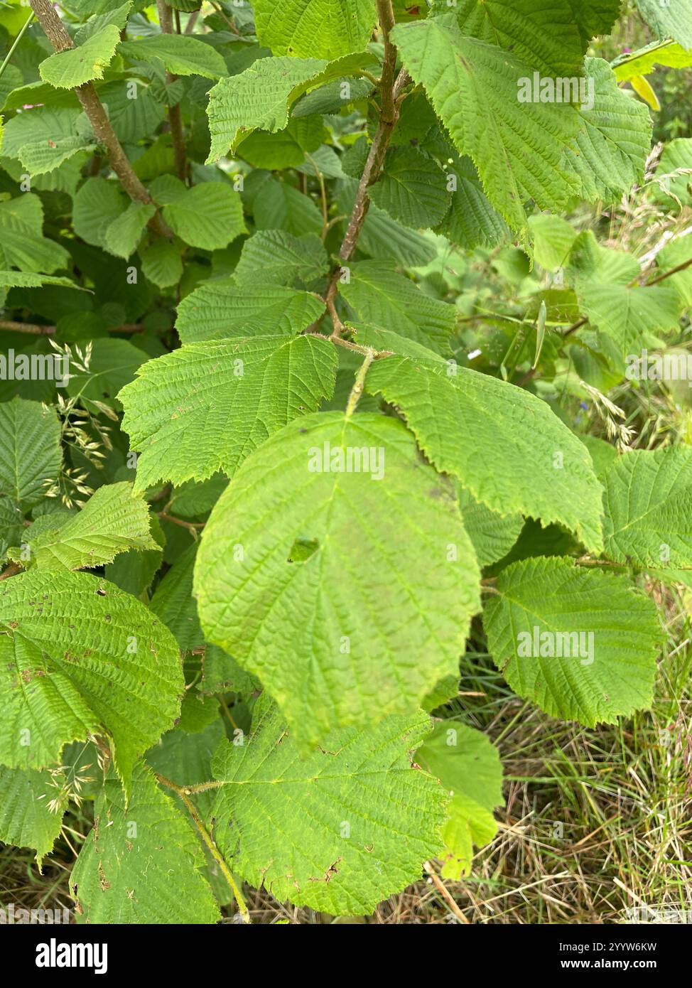 common hazel (Corylus avellana Stock Photo - Alamy