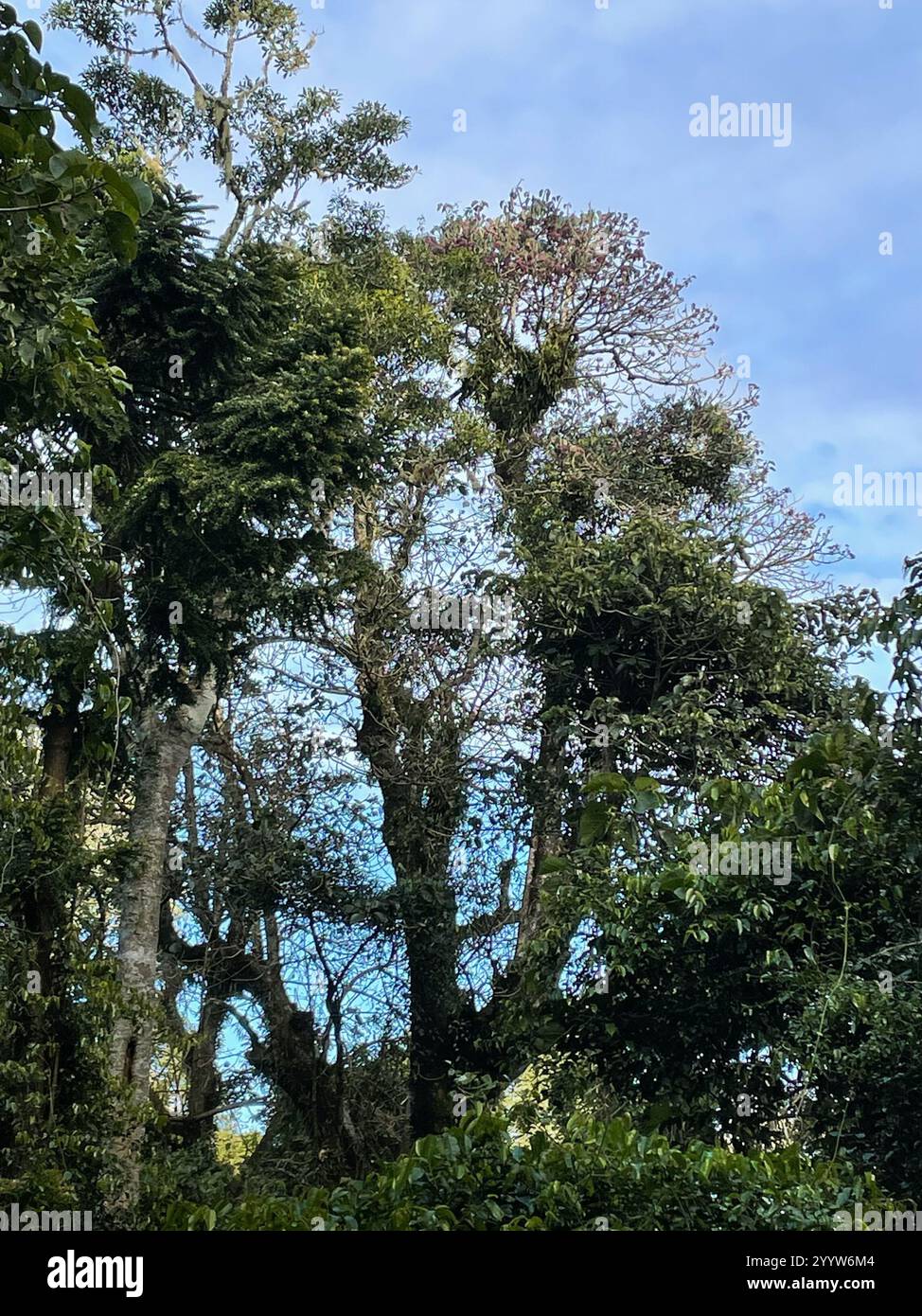 Giant Stinging Tree (Dendrocnide excelsa Stock Photo - Alamy