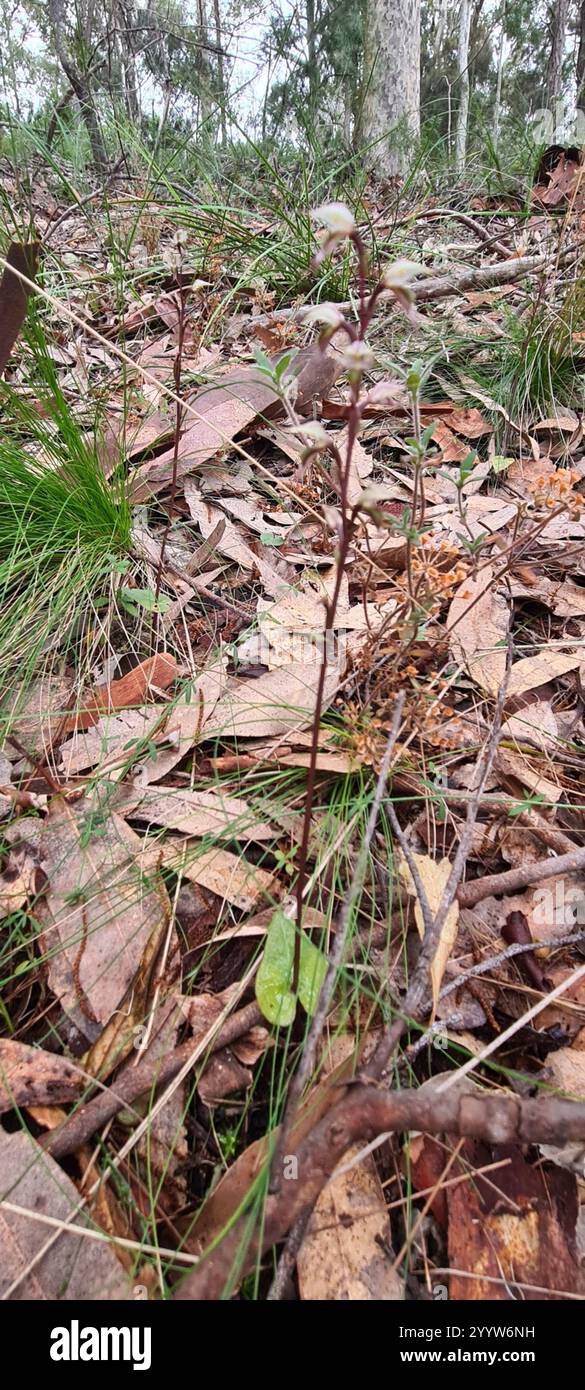 Pixie caps hi-res stock photography and images - Alamy